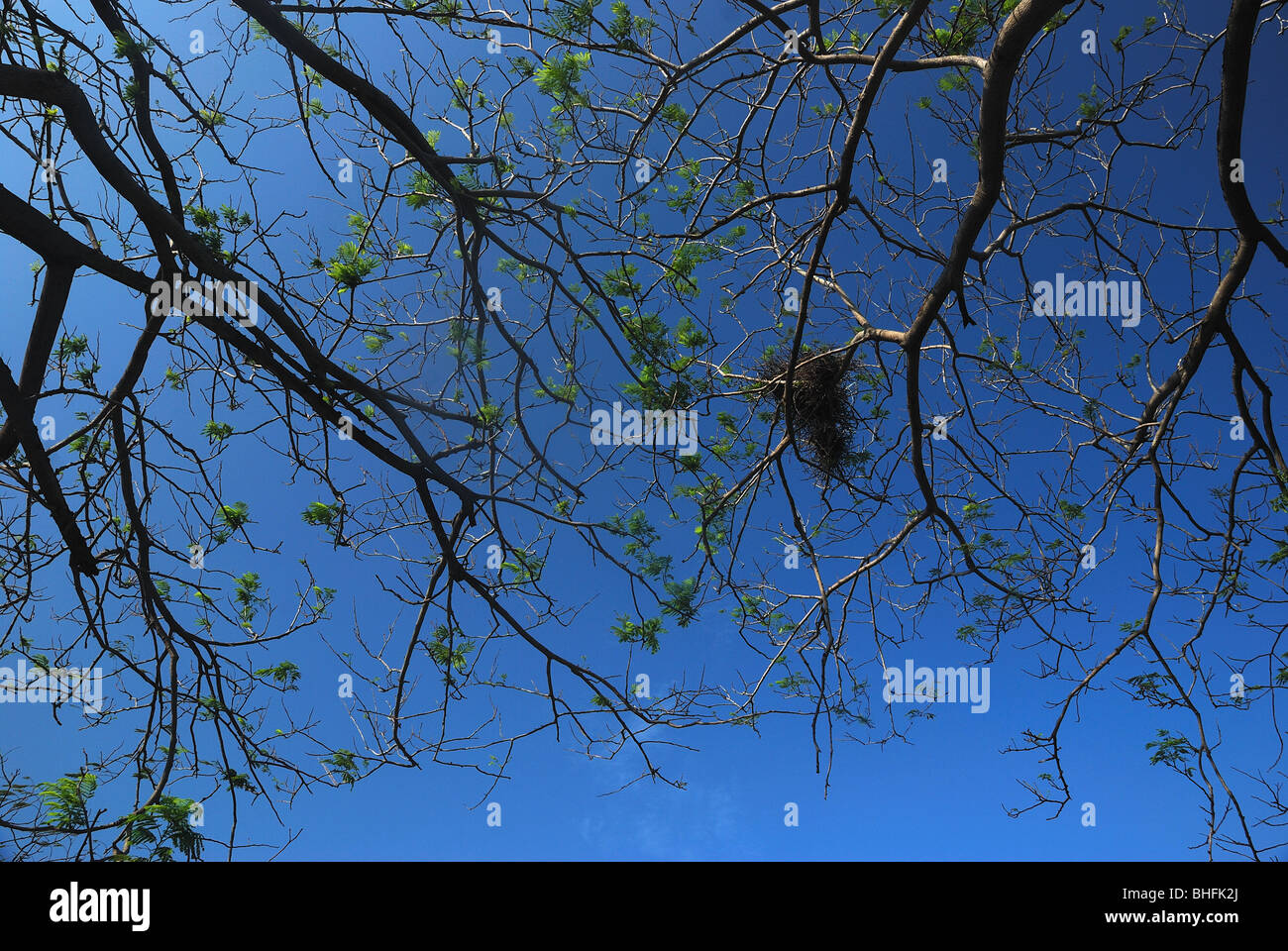 Tree bird nest hi-res stock photography and images - Alamy