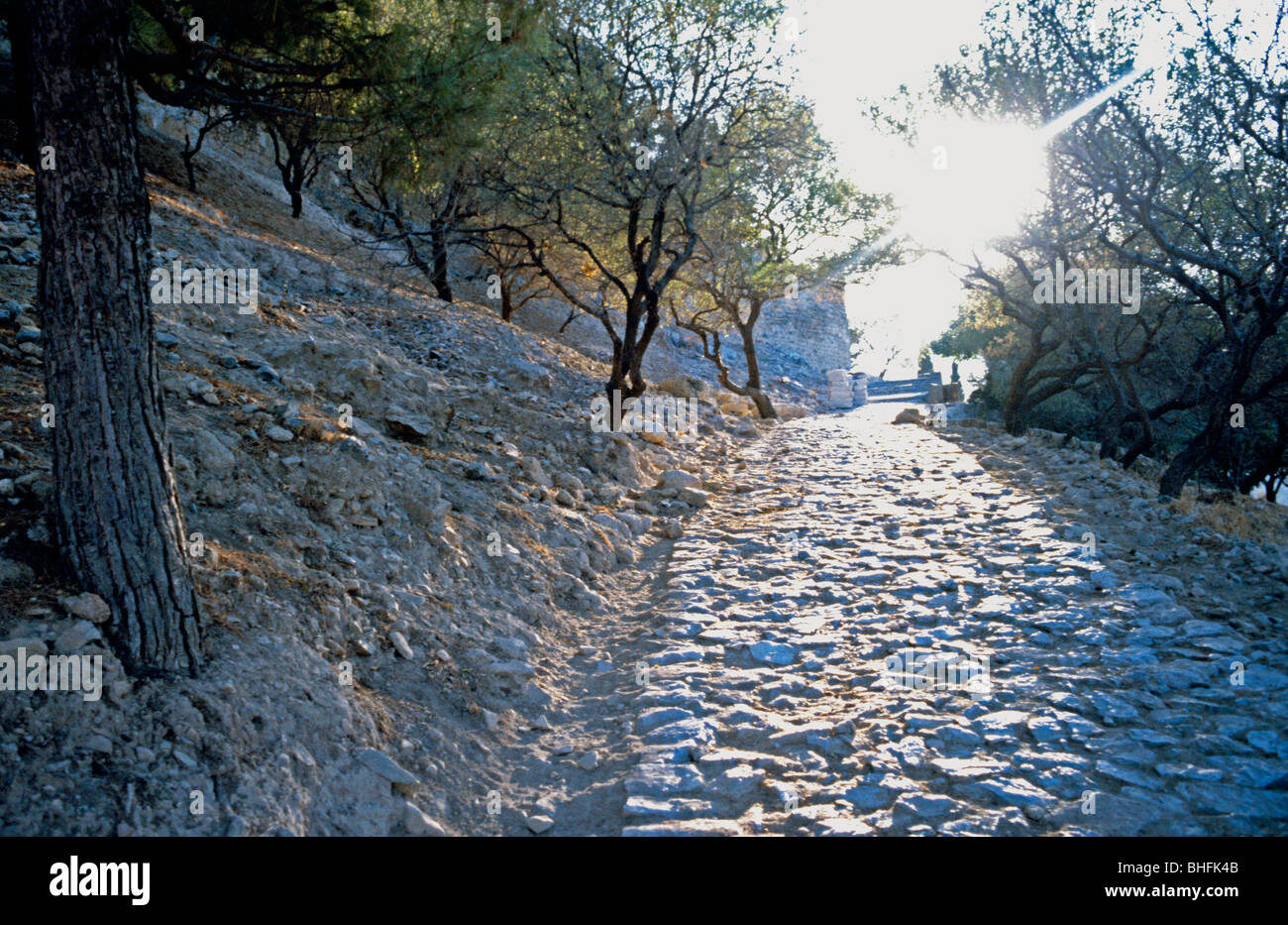 Olive trees greece hi-res stock photography and images - Alamy