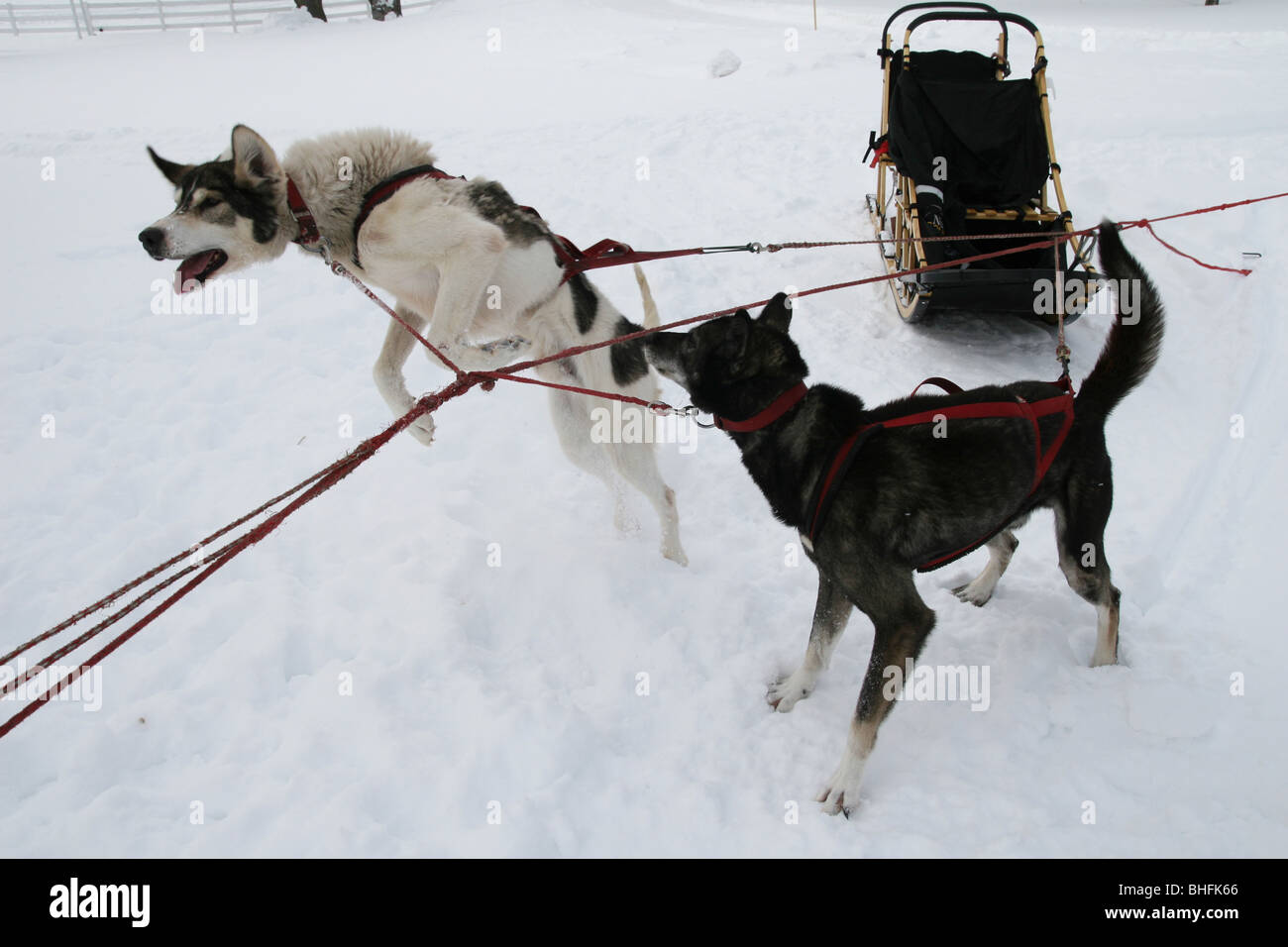 Sled dogs straining at their harness in anticipation of pulling sled ...