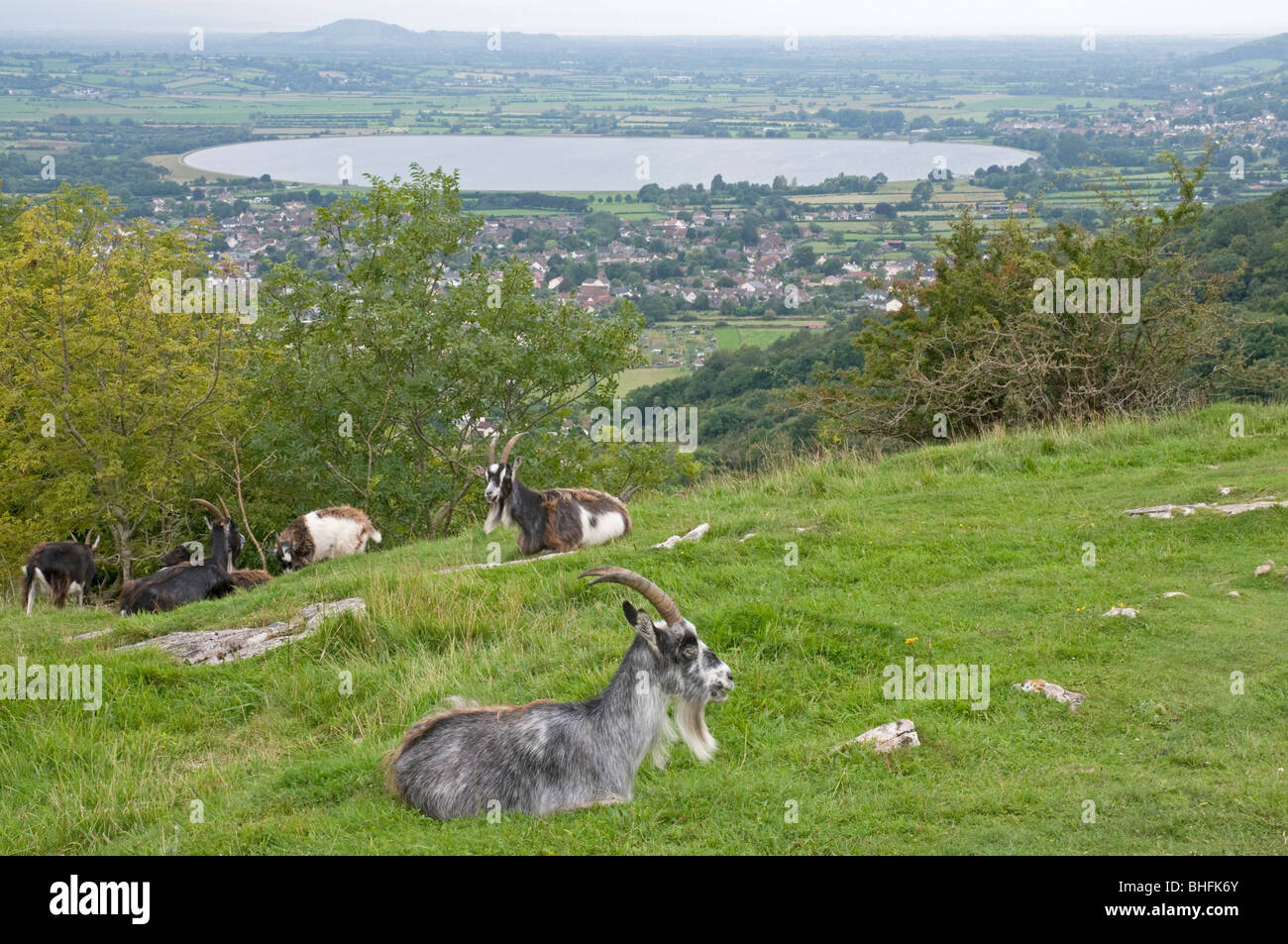 Cheddar Gorge in Somerset, with wild goats in the foreground and ...
