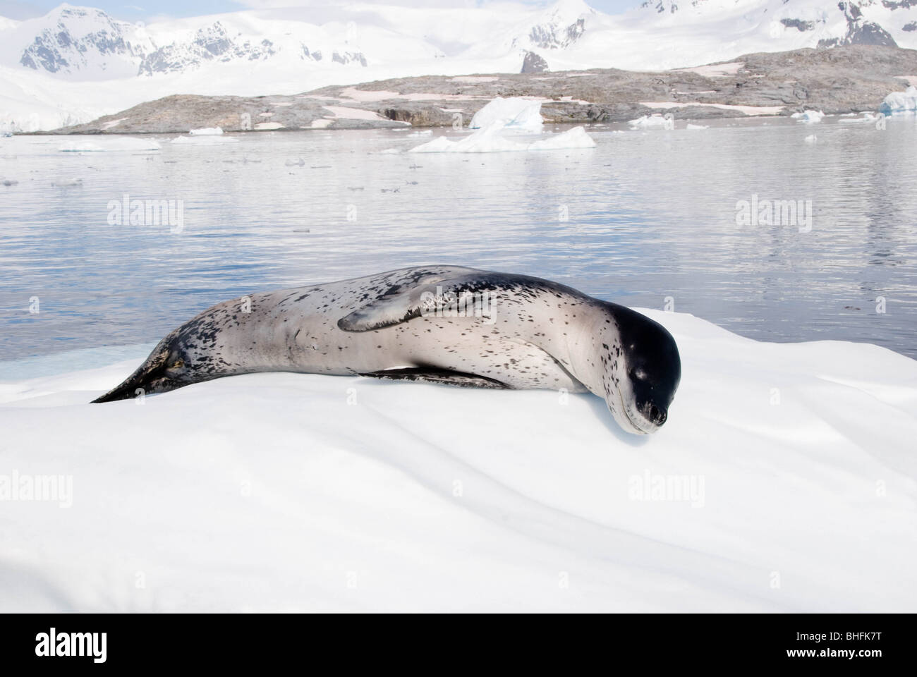 Leopard seal hi-res stock photography and images - Alamy