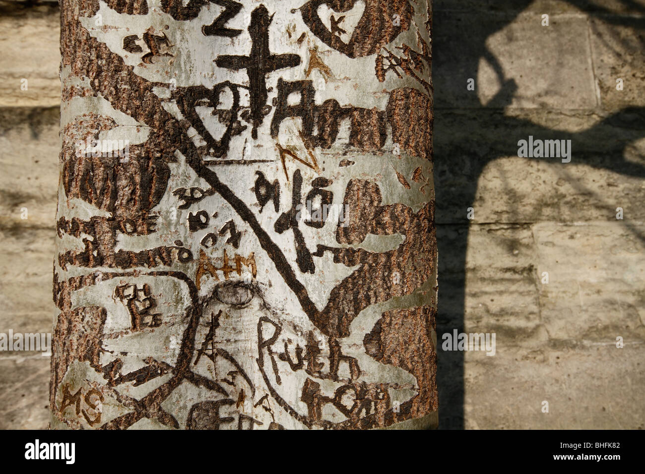 Messages of love carved into a tree Stock Photo - Alamy