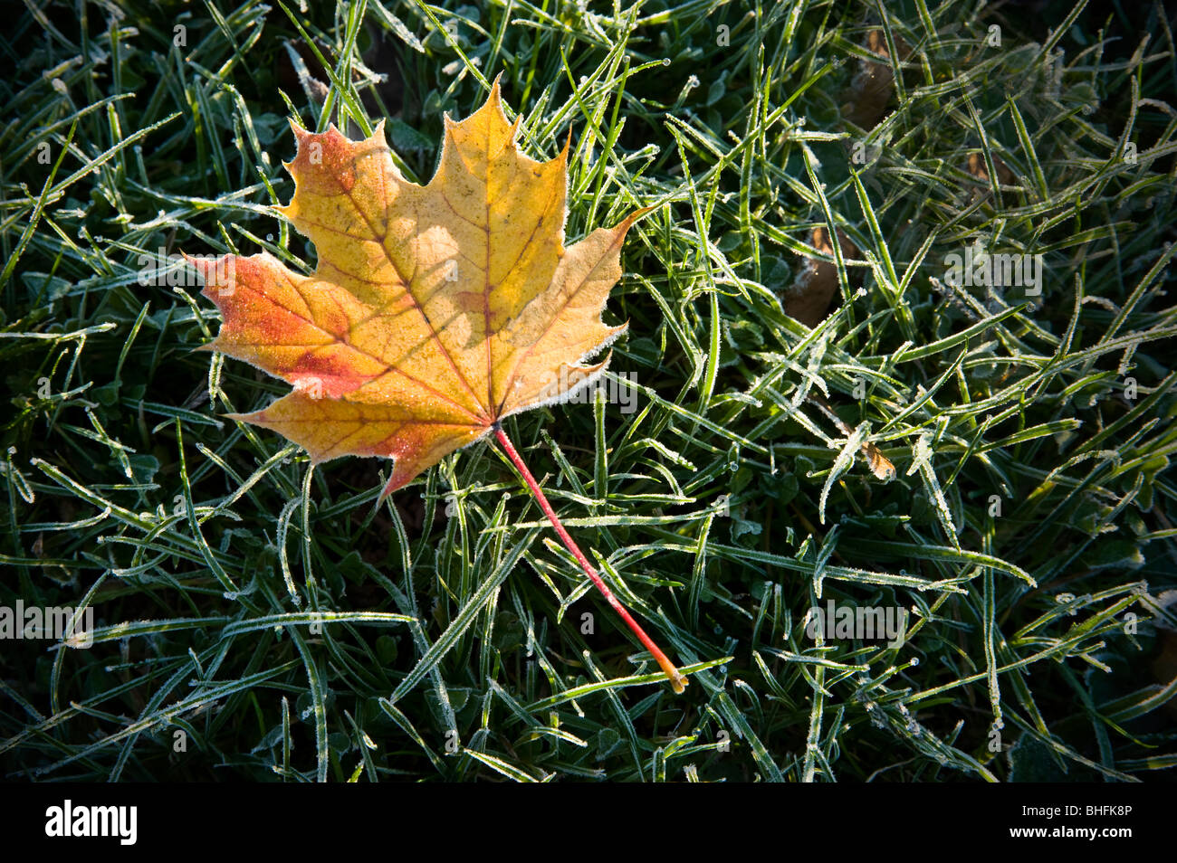 Field maple leaf hi-res stock photography and images - Alamy