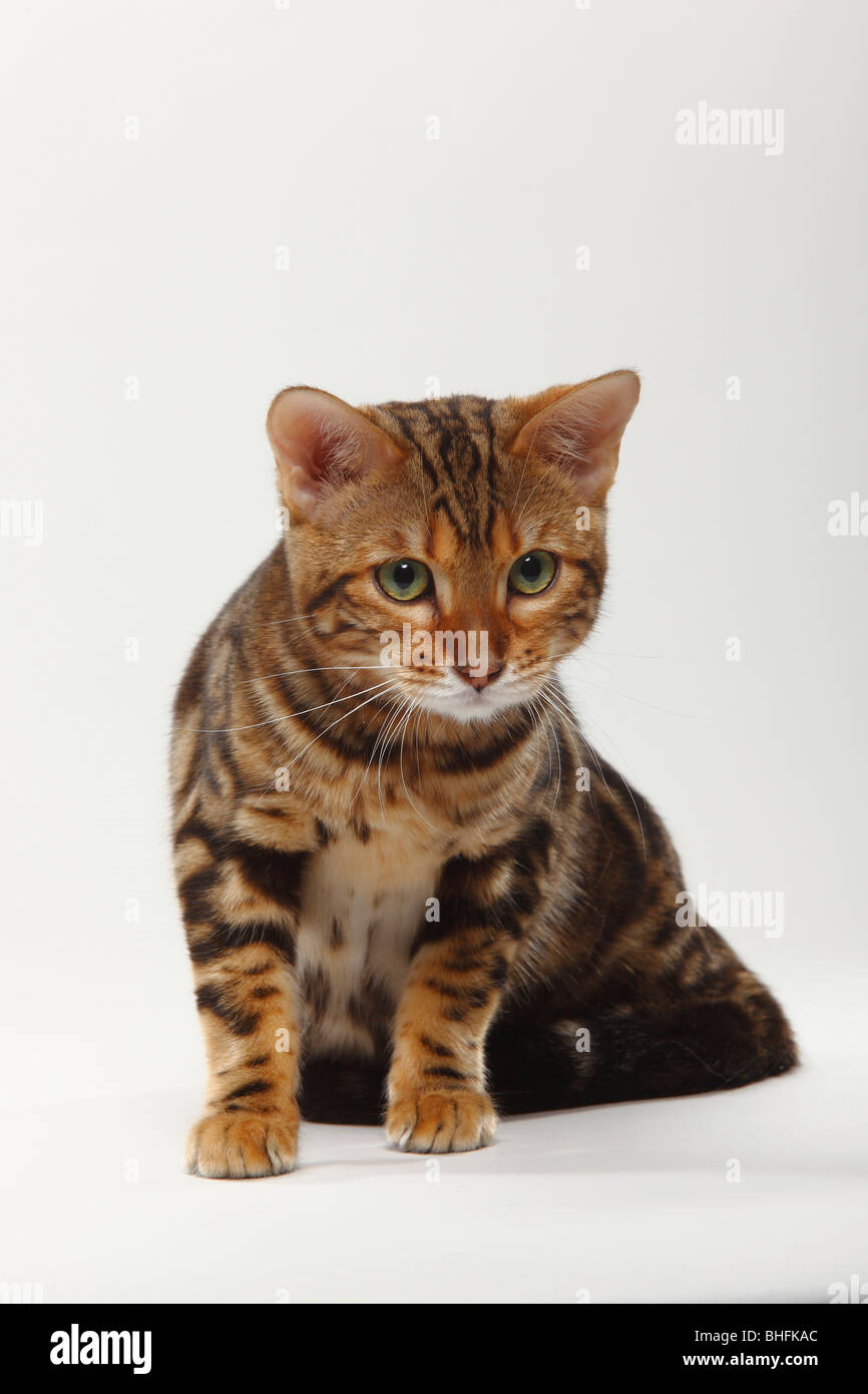 Marbled cat hi-res stock photography and images - Alamy