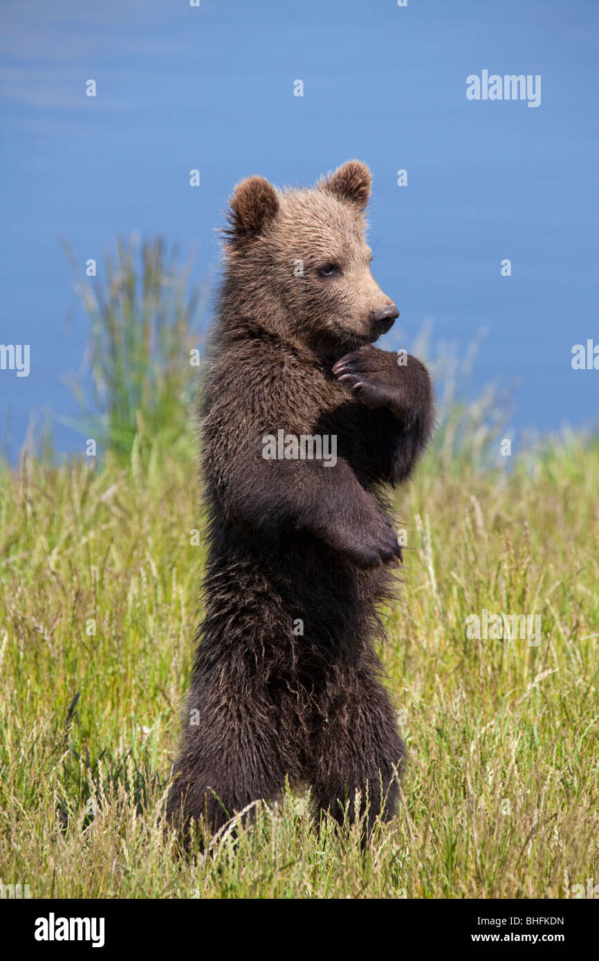 European Brown Bear (Ursus arctos). Cub standing upright on its hind ...