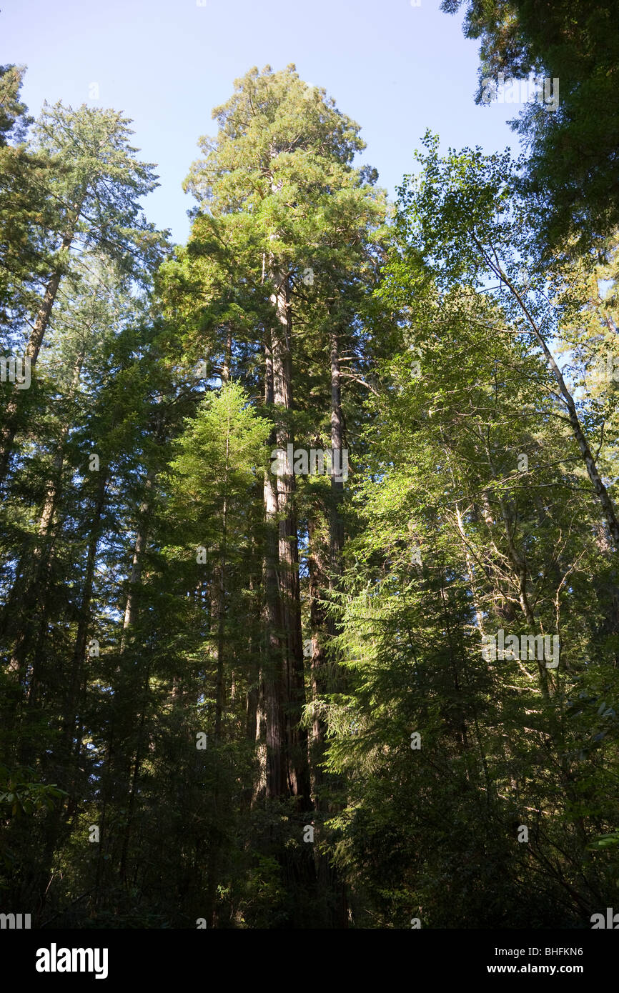 Crown of trees, Redwood National and State Park in California, USA ...