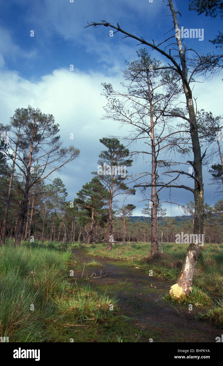 Moss covered ditch and conifers at Rusland Moss National Nature Reserve ...