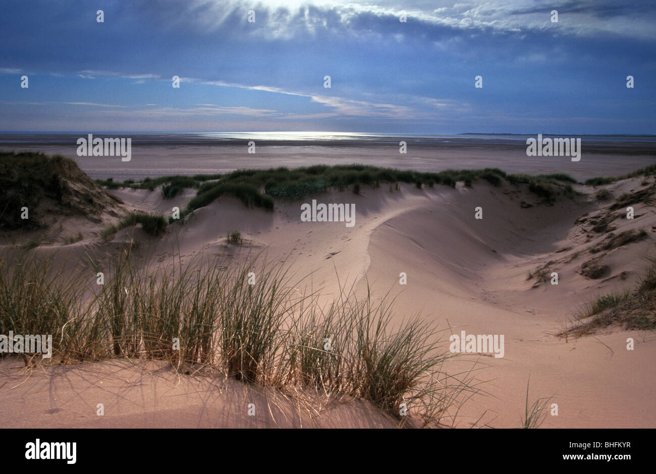 Marram grass and sand dunes at Sandscale Haws National Nature Reserve ...