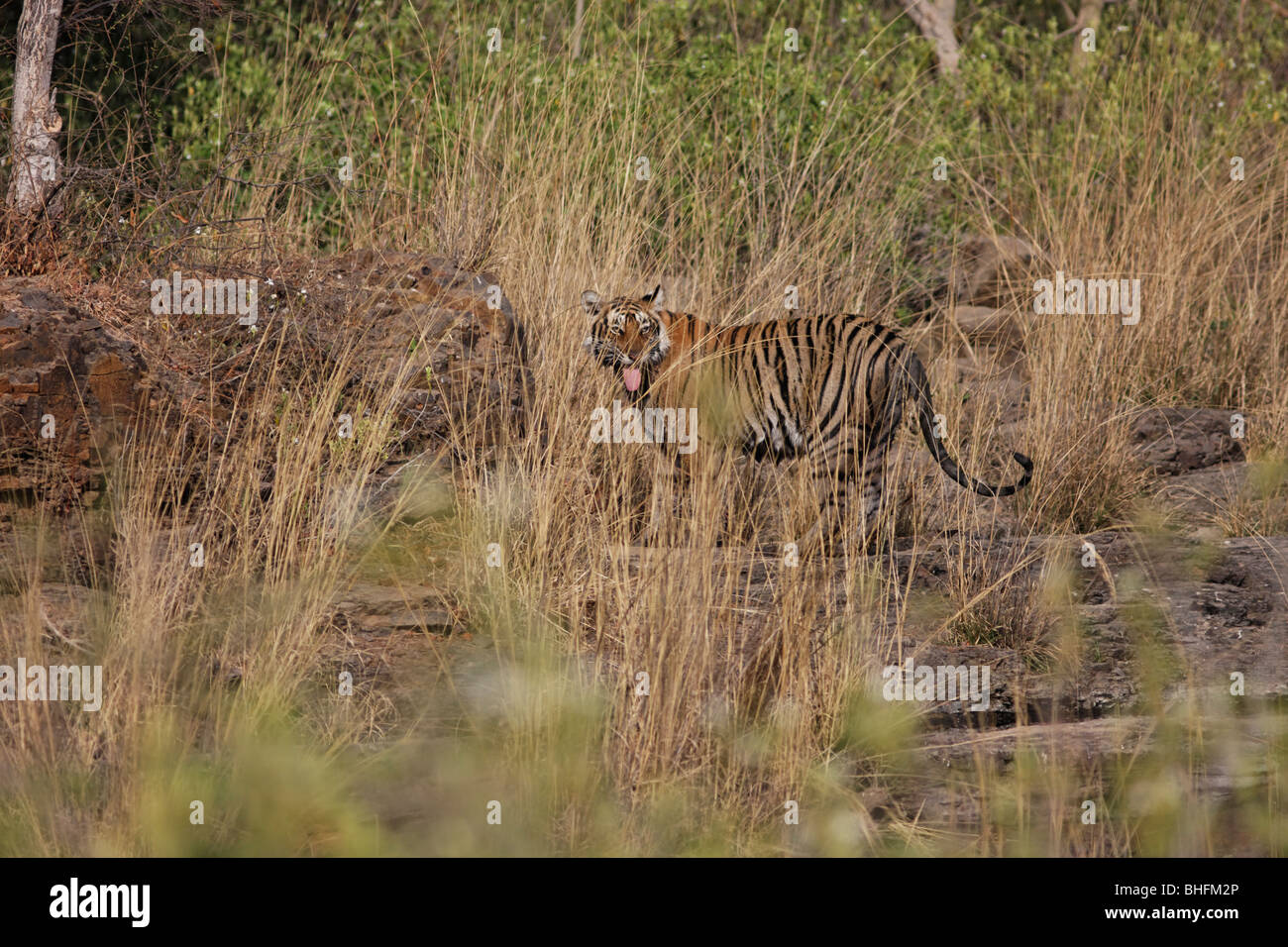 Flehmen reaction hi-res stock photography and images - Alamy