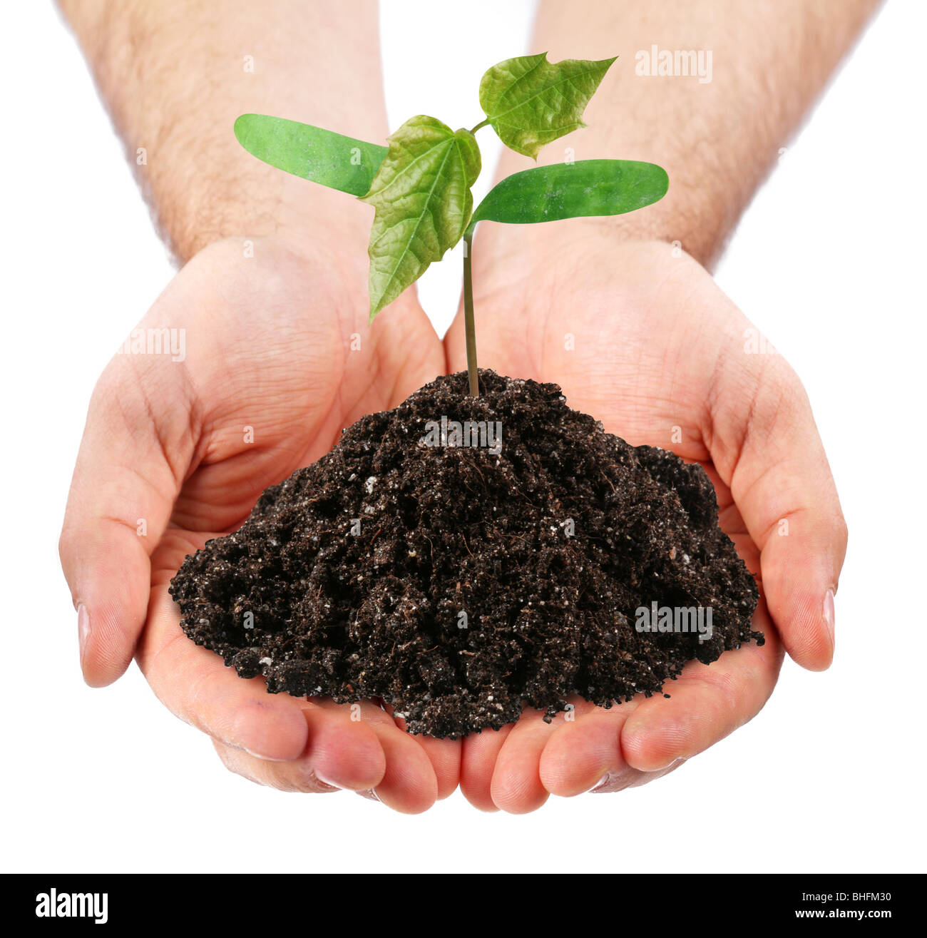 young sprout in the hands of a man on a white background Stock Photo ...