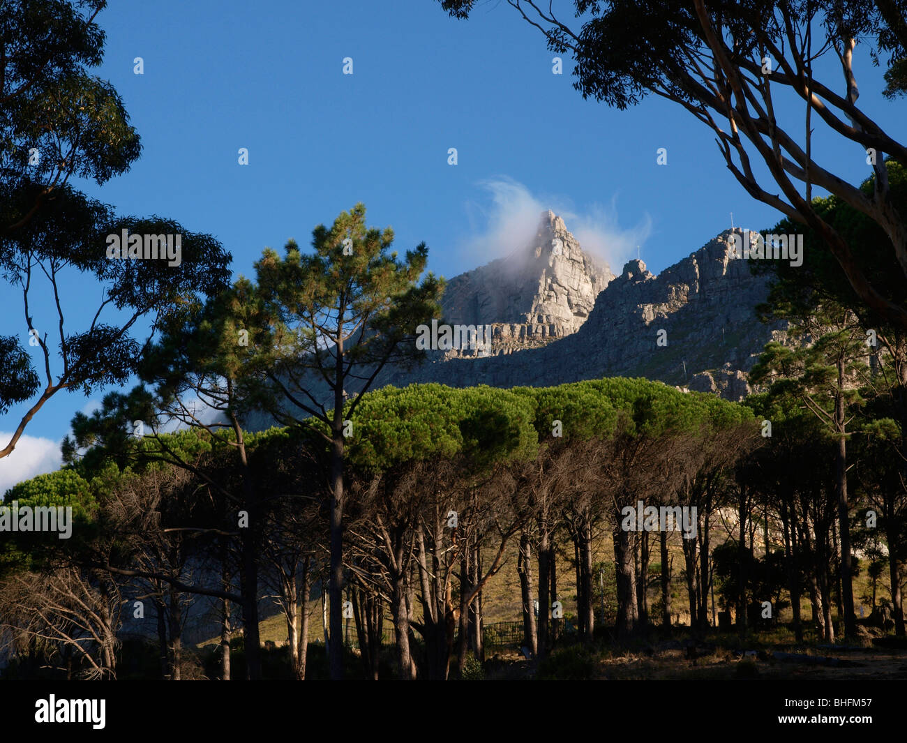 Stone Pine Forest on Slope of Table Mountain Cape Town South Africa ...