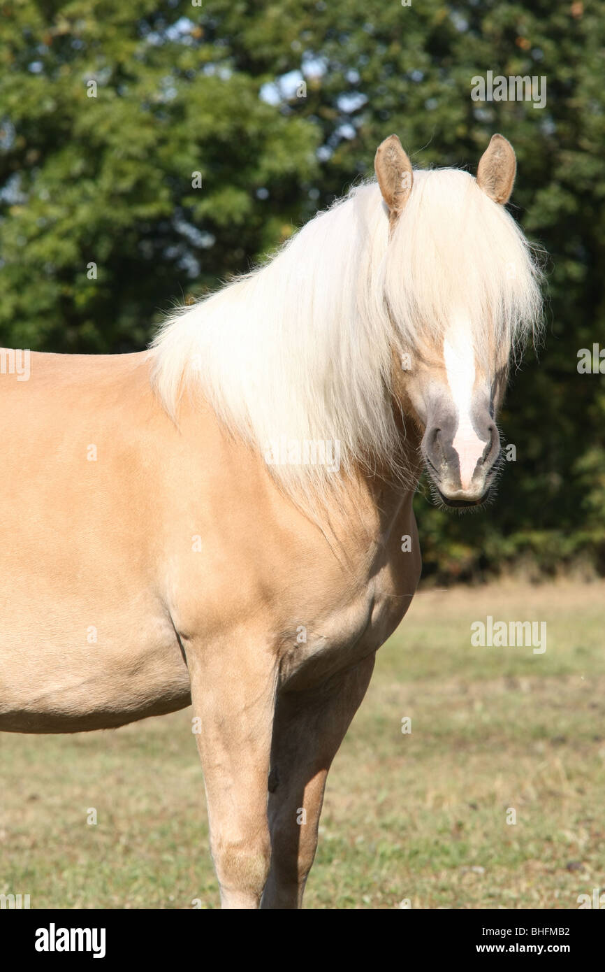 Haflinger horses mane hi-res stock photography and images - Alamy