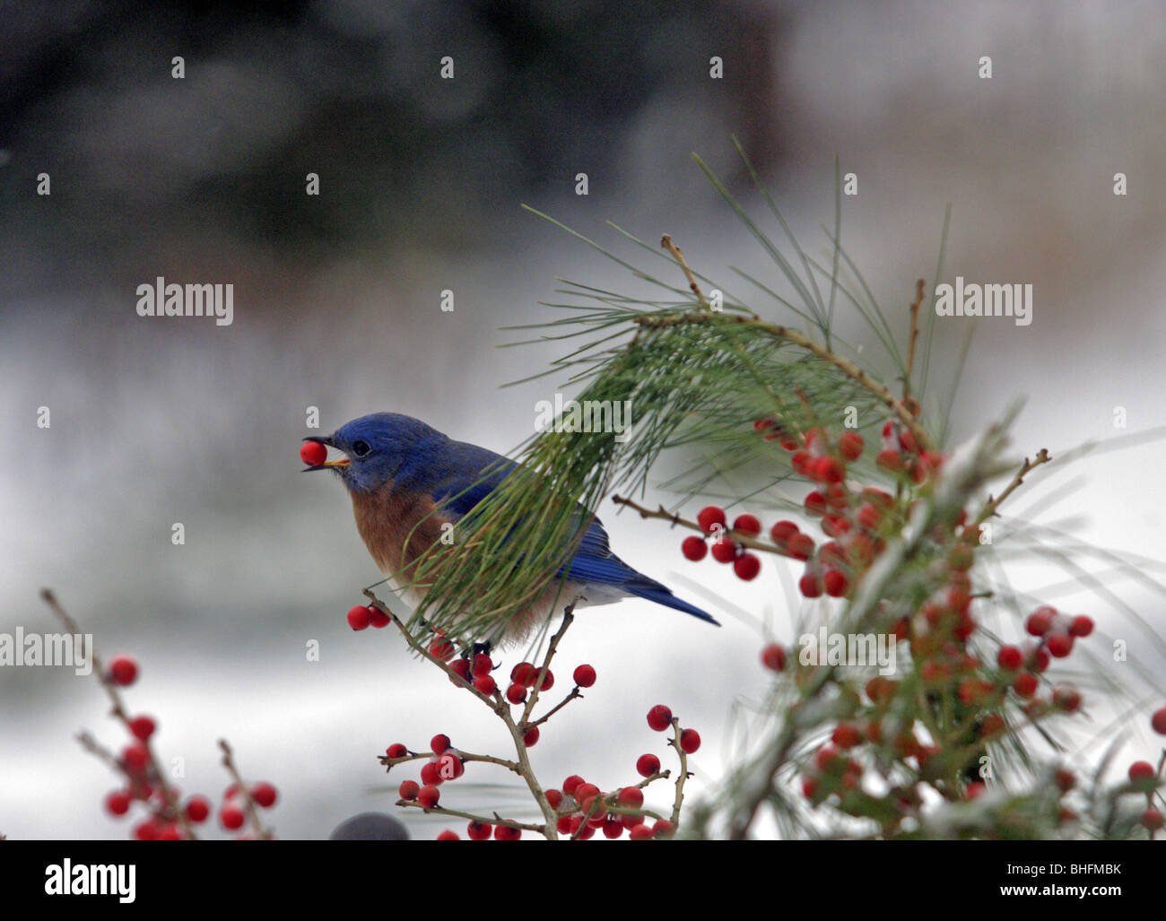 At the bluebird hi-res stock photography and images - Alamy