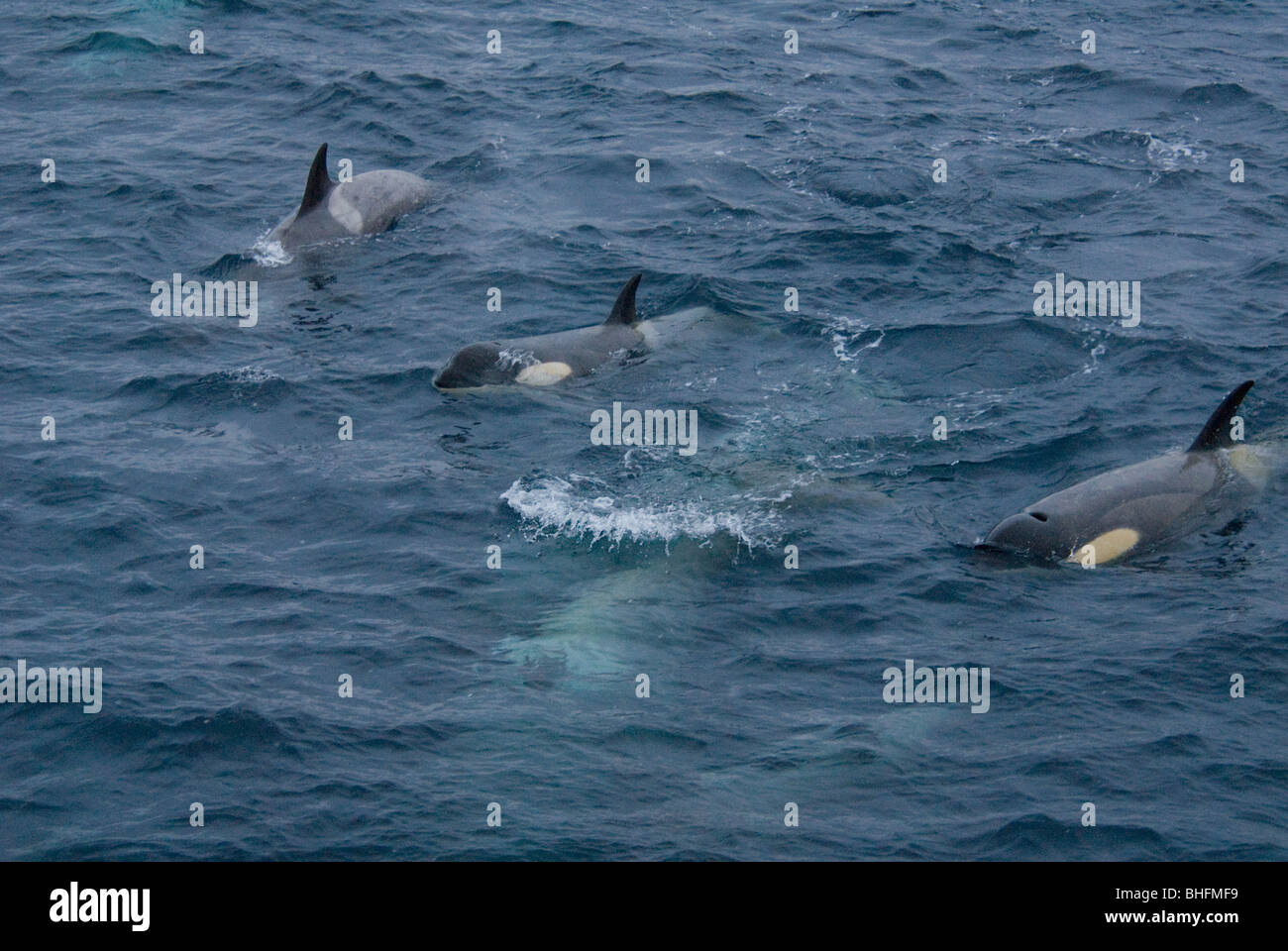Type C Antarctic Killer Whale subspecies, (Orcinus orca). The yellow ...
