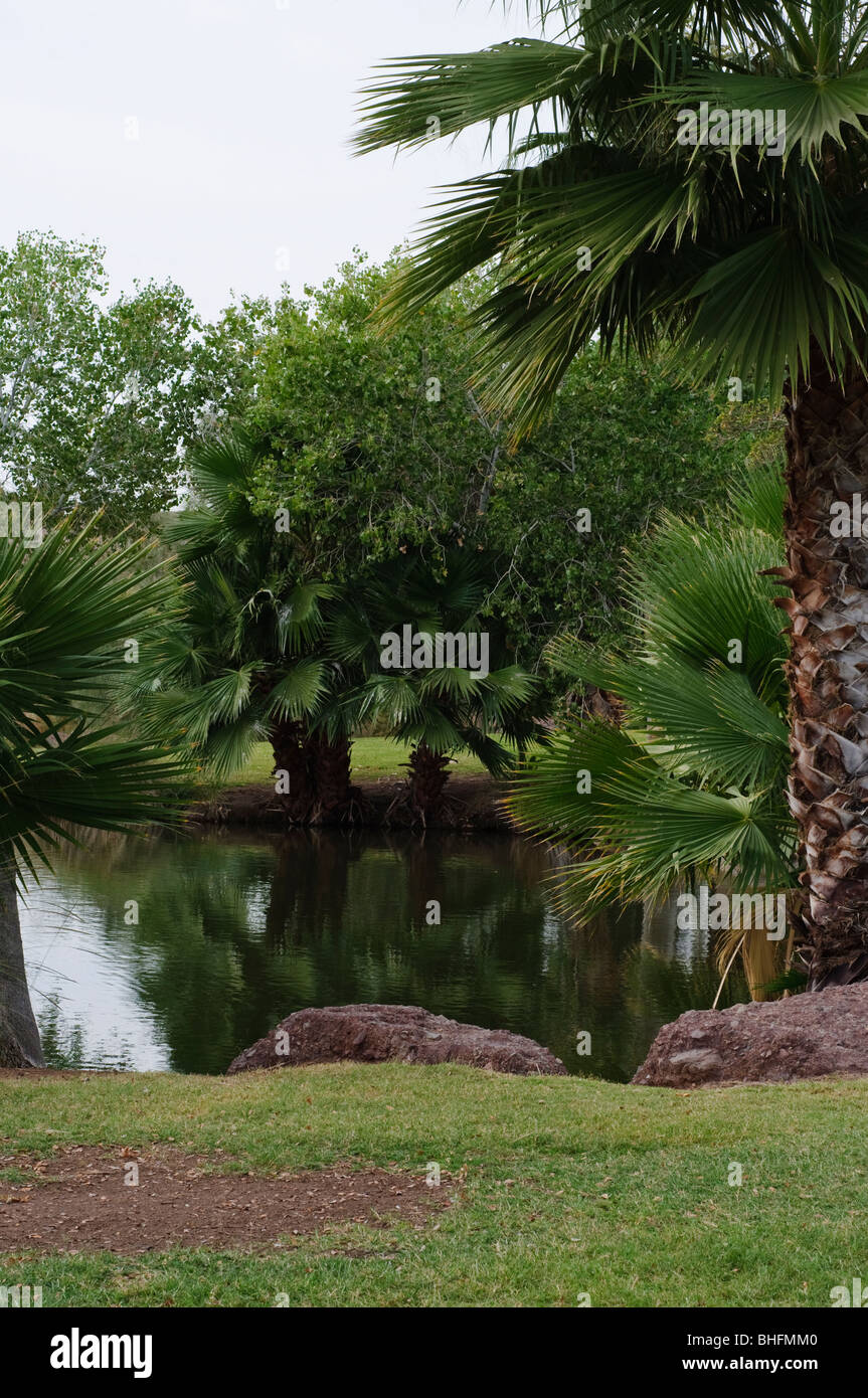 Palm trees line the edge of the pond at Papago Park in Tempe, Arizona ...