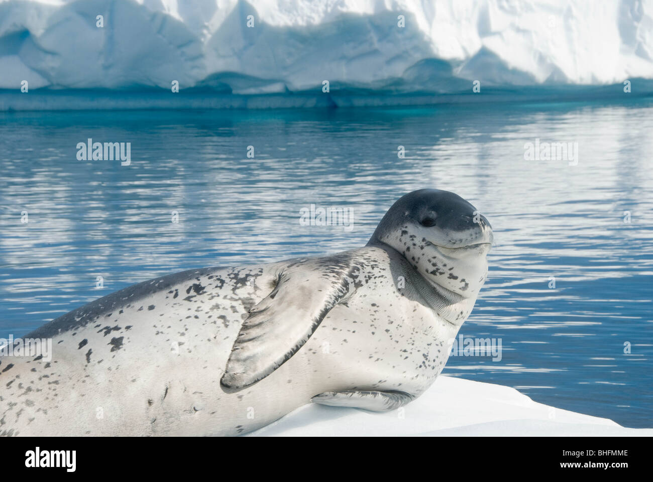 A Leopard Seal (Hydrurga leptonyx), Antarctica Stock Photo - Alamy