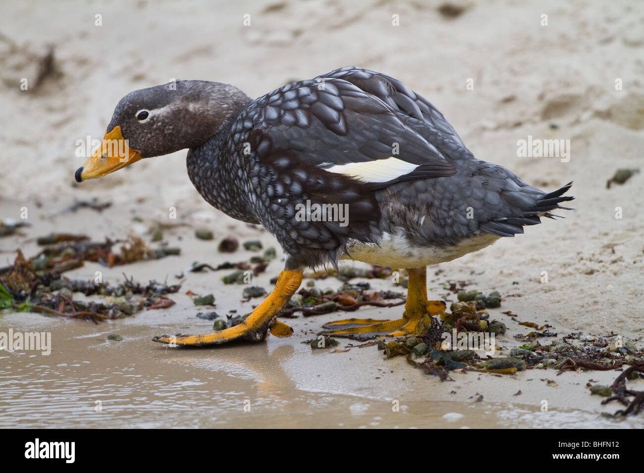 An endemic Flightless Steamer Duck (Tachyeres brachypterus) of the ...