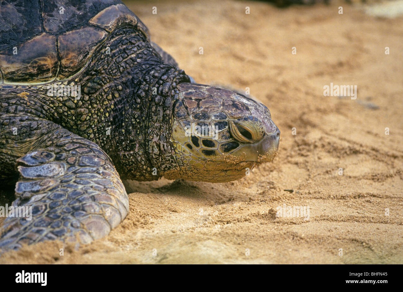A female giant green sea turtle laying her eggs on a sand beach in the ...