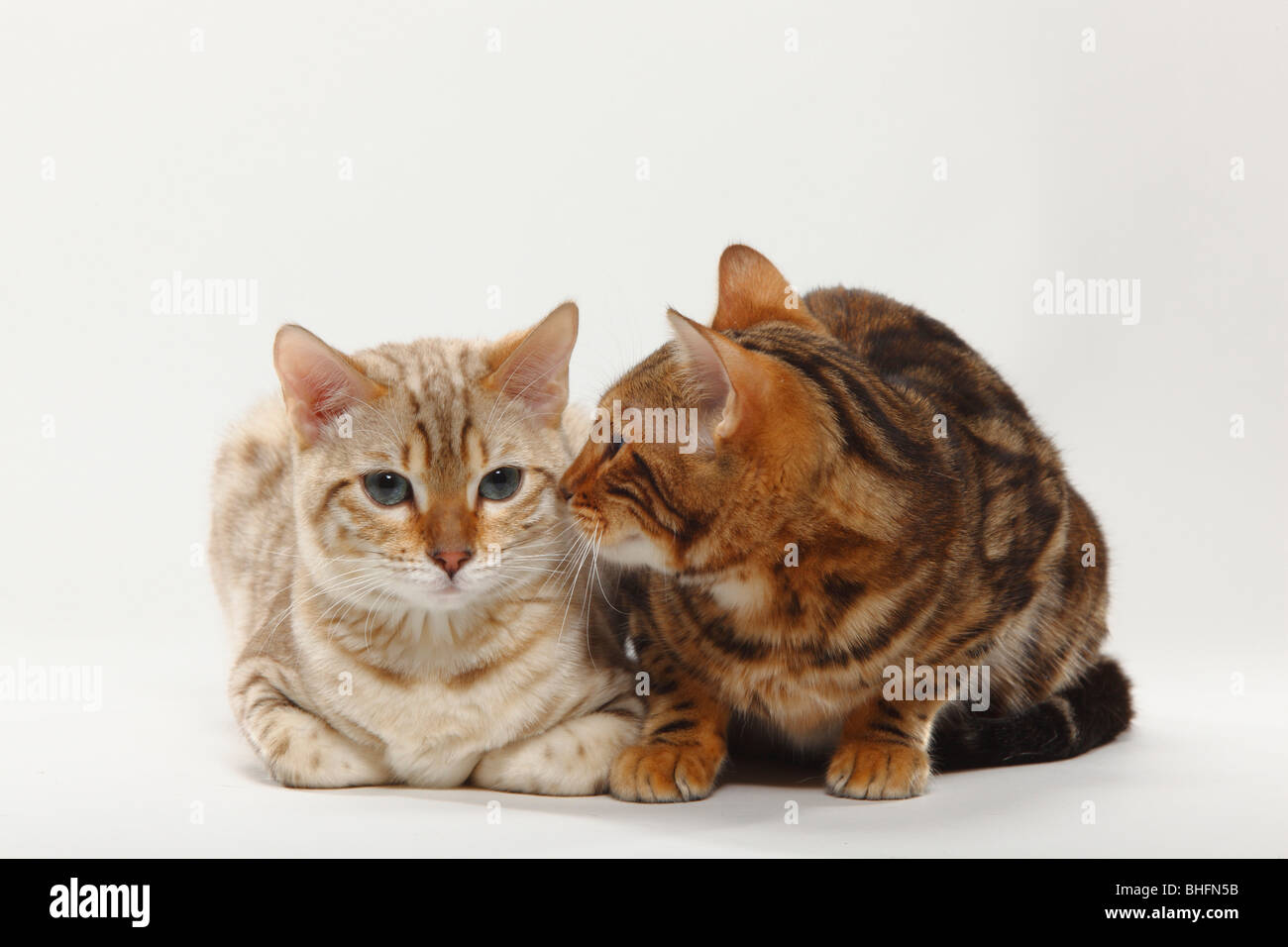 Snow Marble Bengal Cat