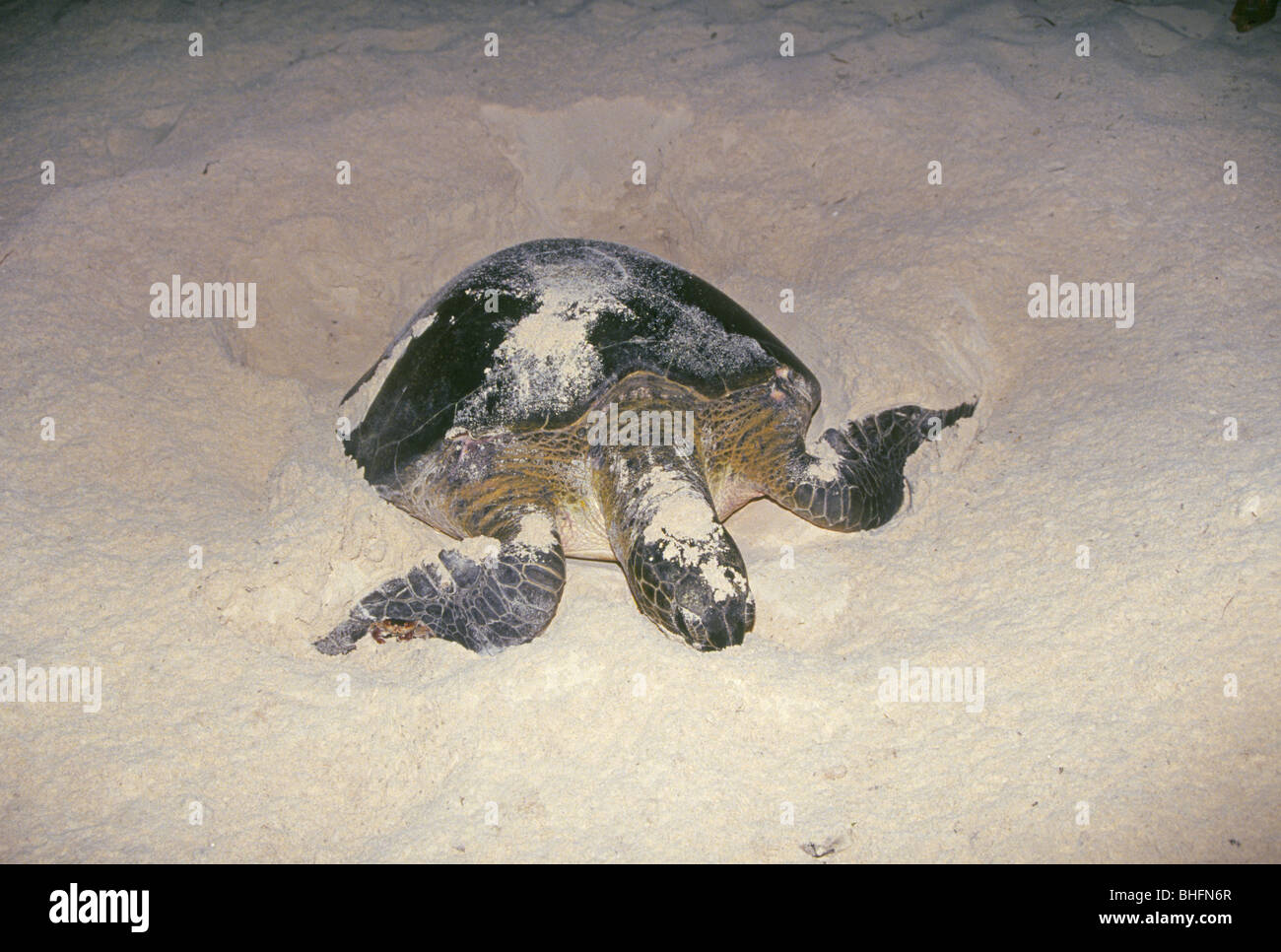 A female giant green sea turtle laying her eggs on a sandy beach in ...