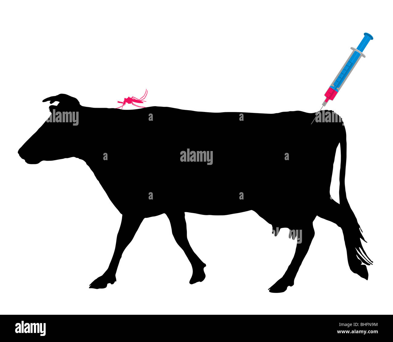Cow gets an immunization against a disease of mosquito bites Stock ...