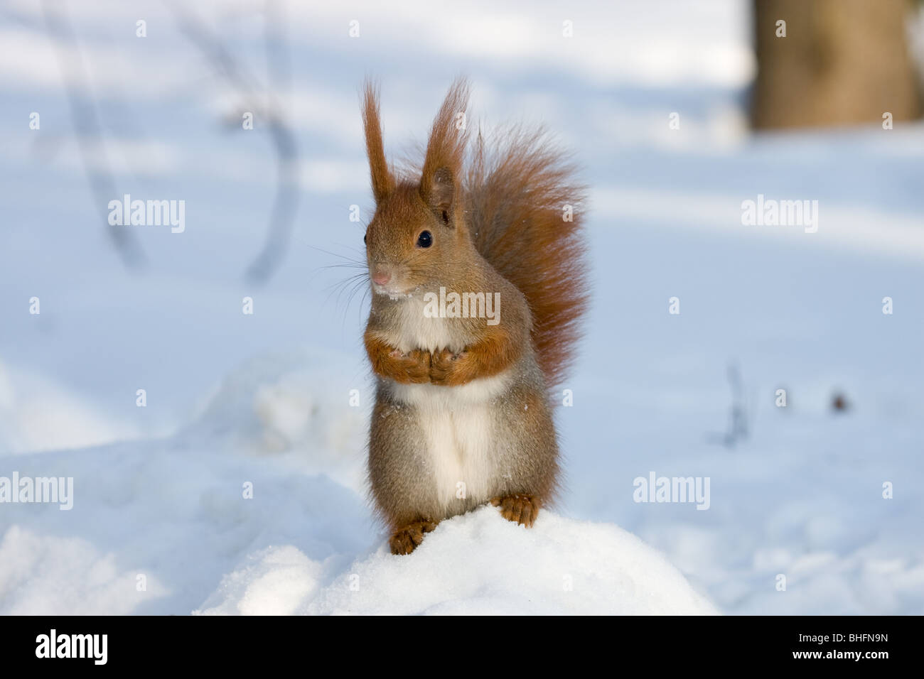 Snow red squirrel hi-res stock photography and images - Alamy