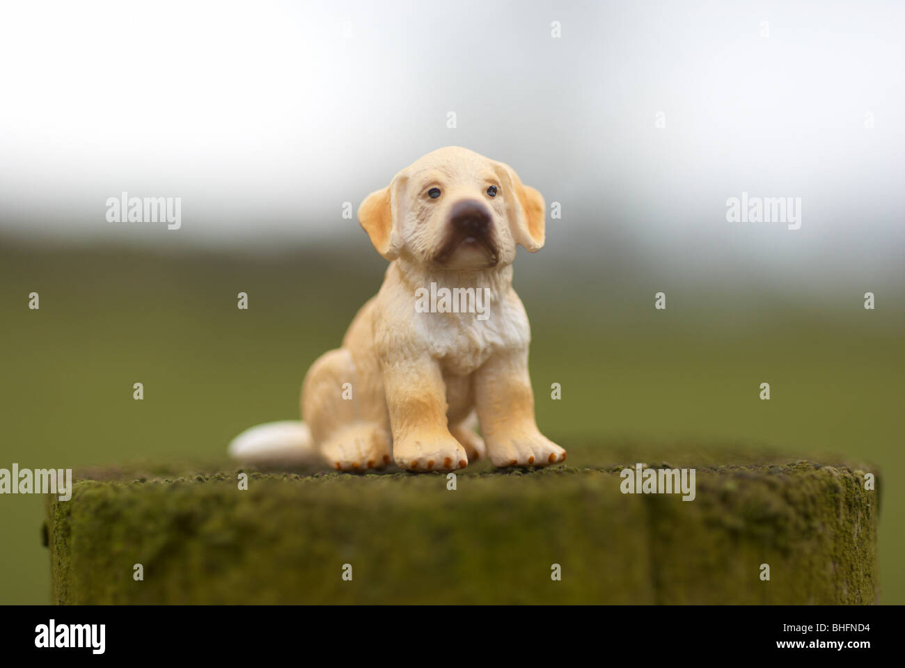plastic model of a golden retriever puppy photographed outdoors Stock ...
