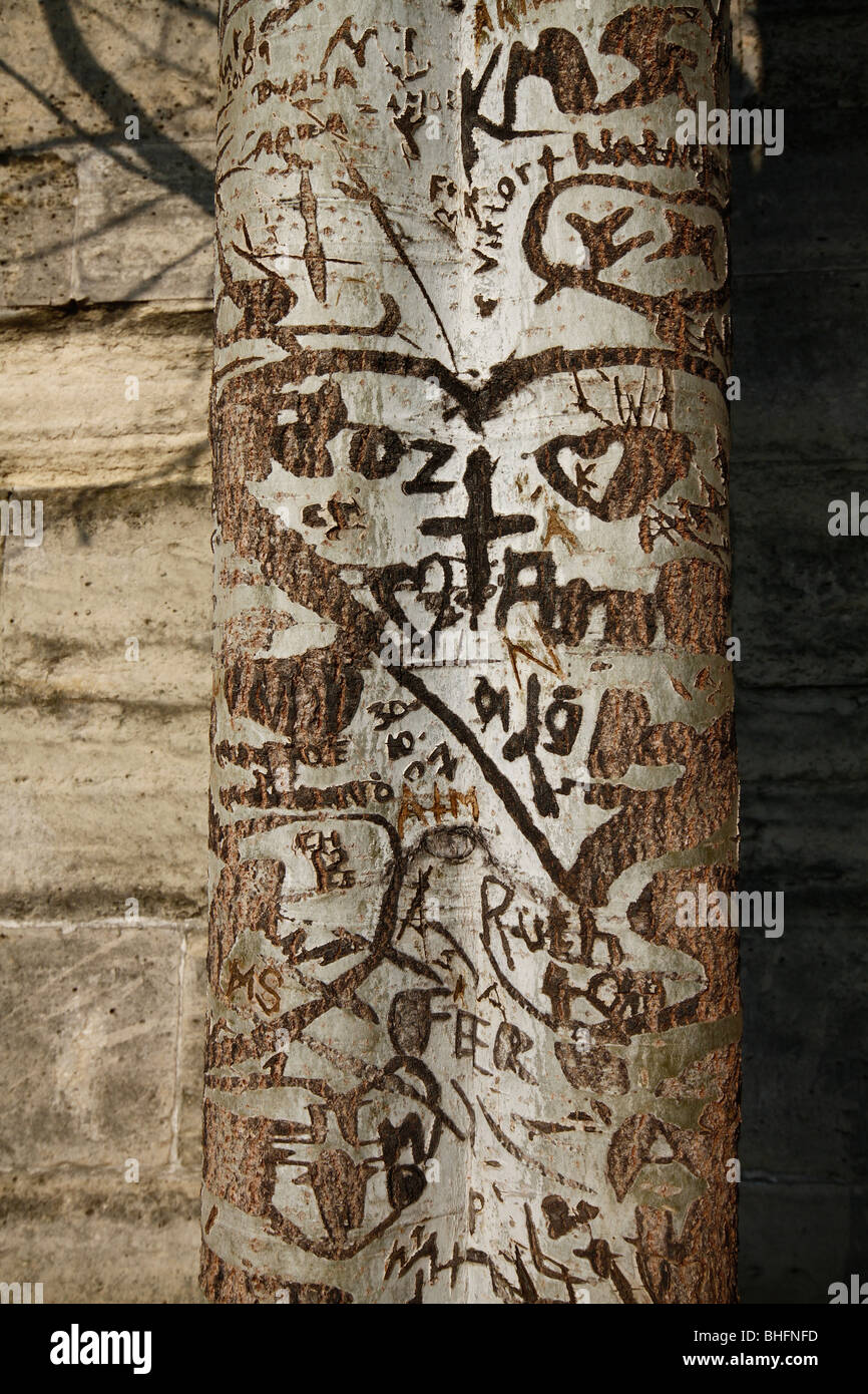 Messages of love carved into a tree Stock Photo - Alamy