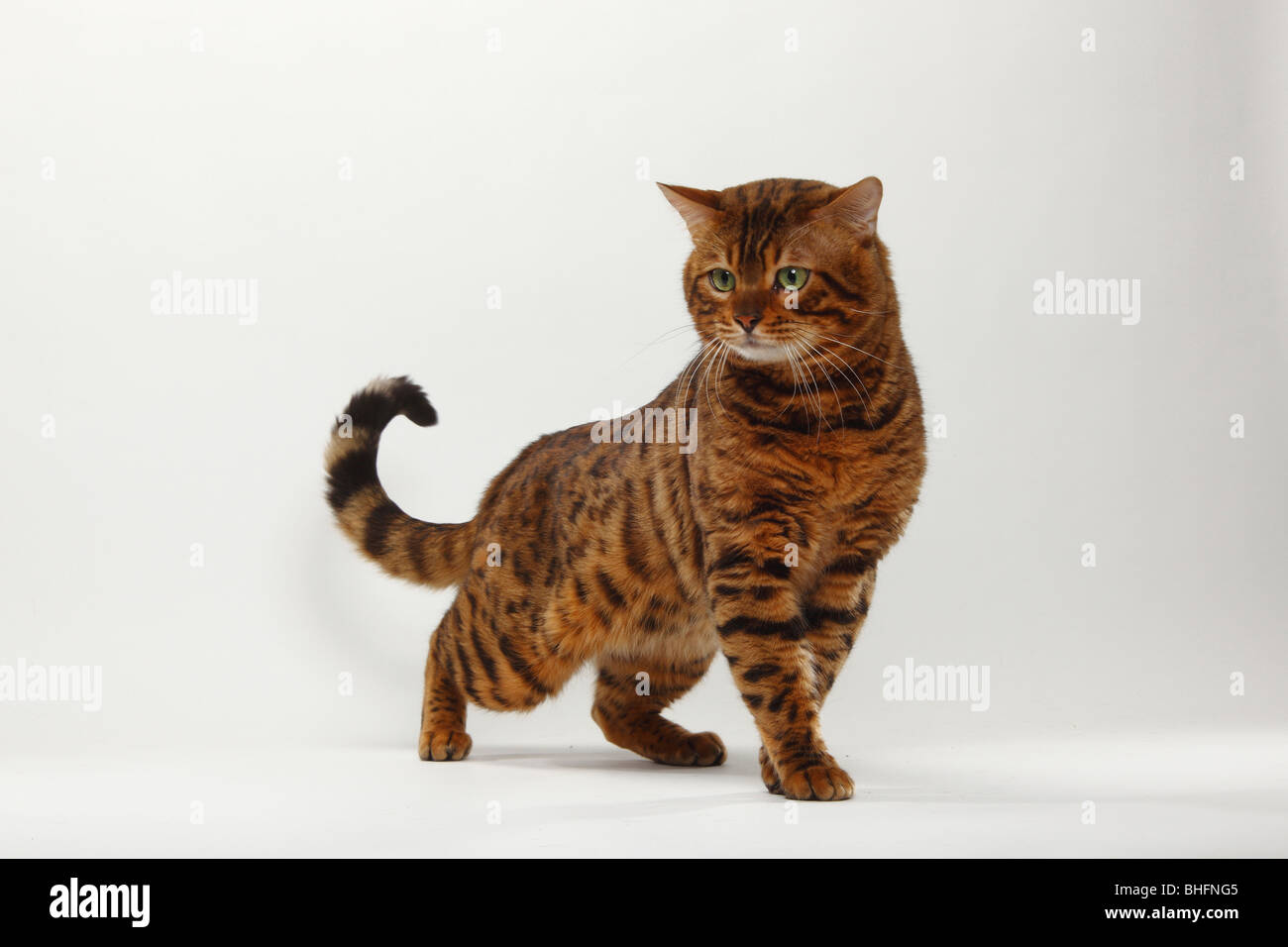 Bengal cat adult domestic hi-res stock photography and images - Alamy