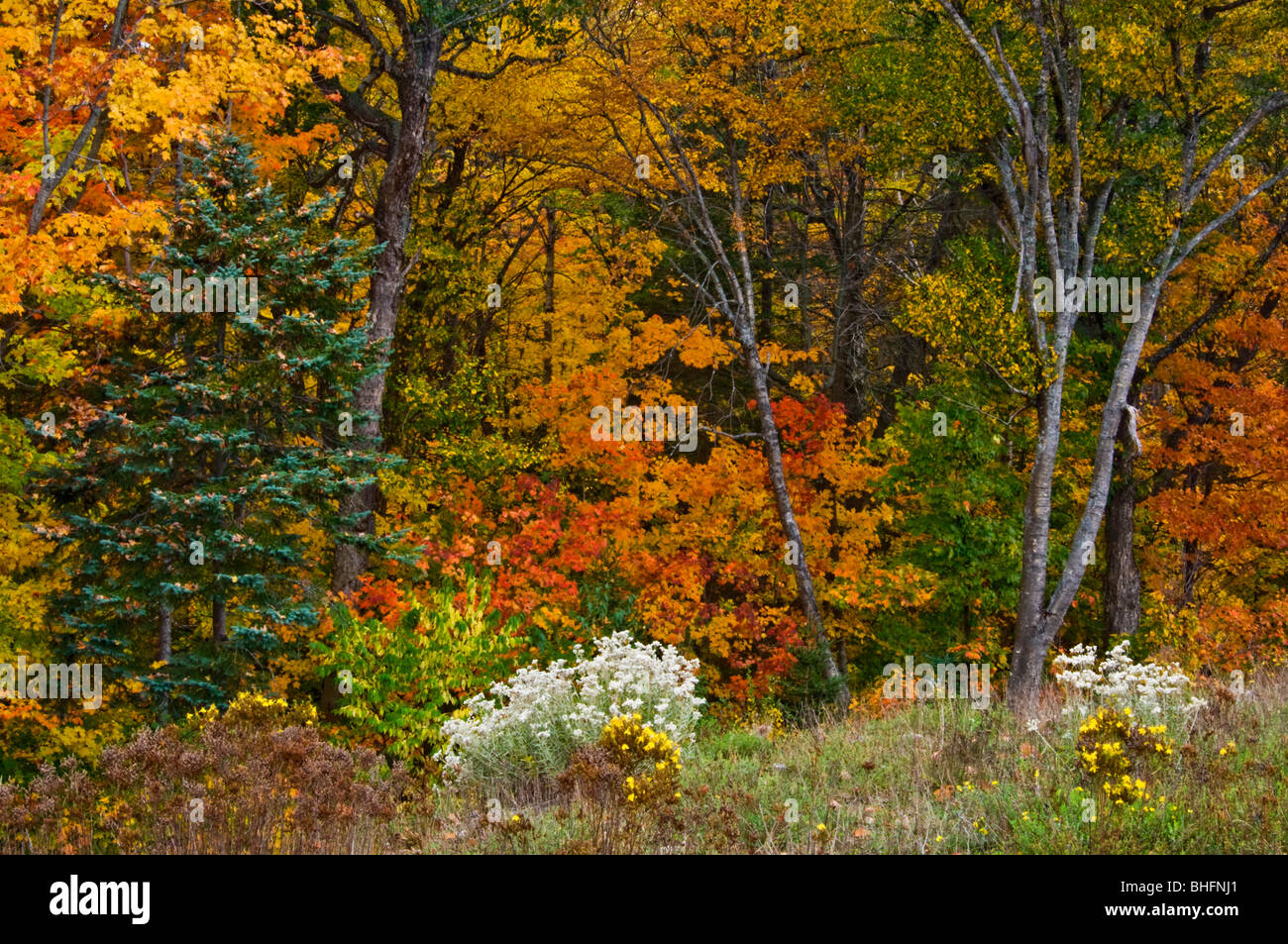 Autumn hardwood details- mature maple trees, Lake Superior Provincial ...