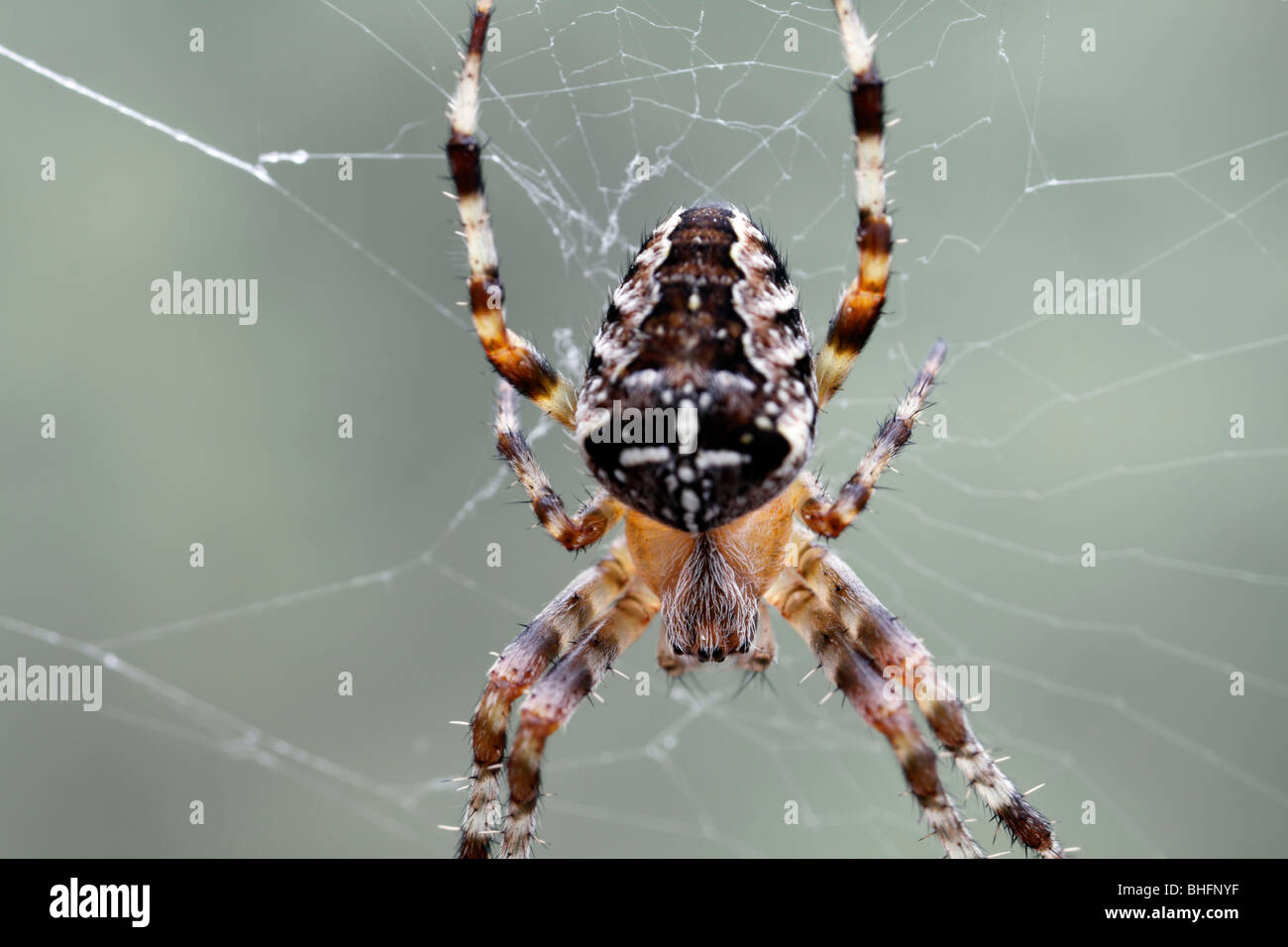 Common Garden Spider - Araneus diadematus orb weaving spider 5X ...