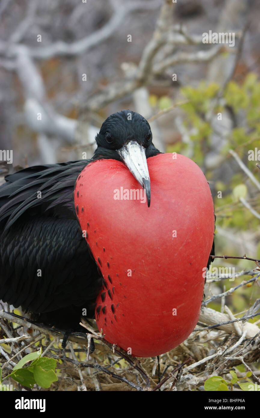 Frigatebird display hi-res stock photography and images - Alamy
