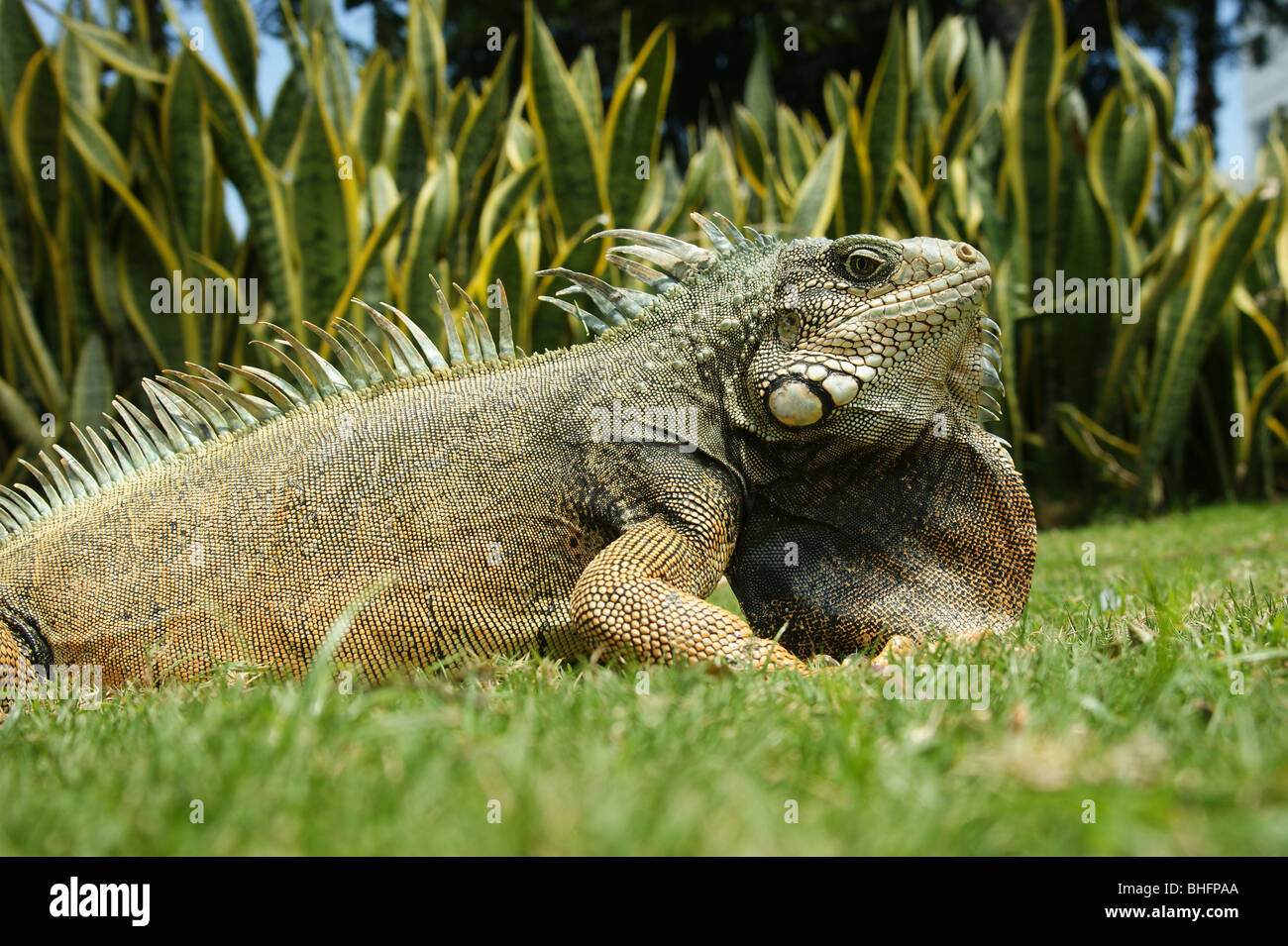 Land iguana of south america hi-res stock photography and images - Alamy