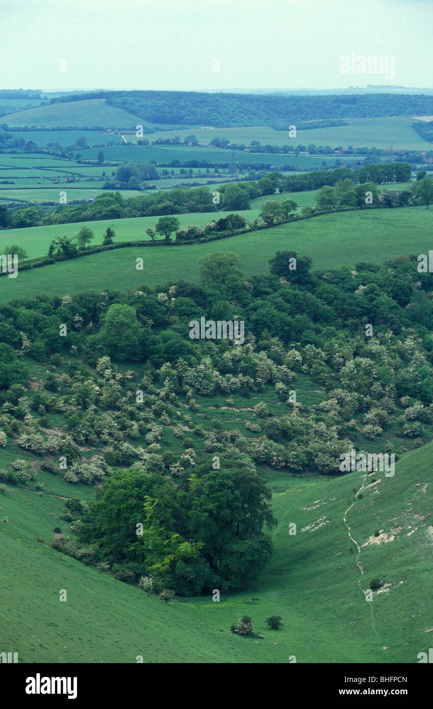 Grandfather Bottom South Downs Chalk Downland Butser Hill National ...