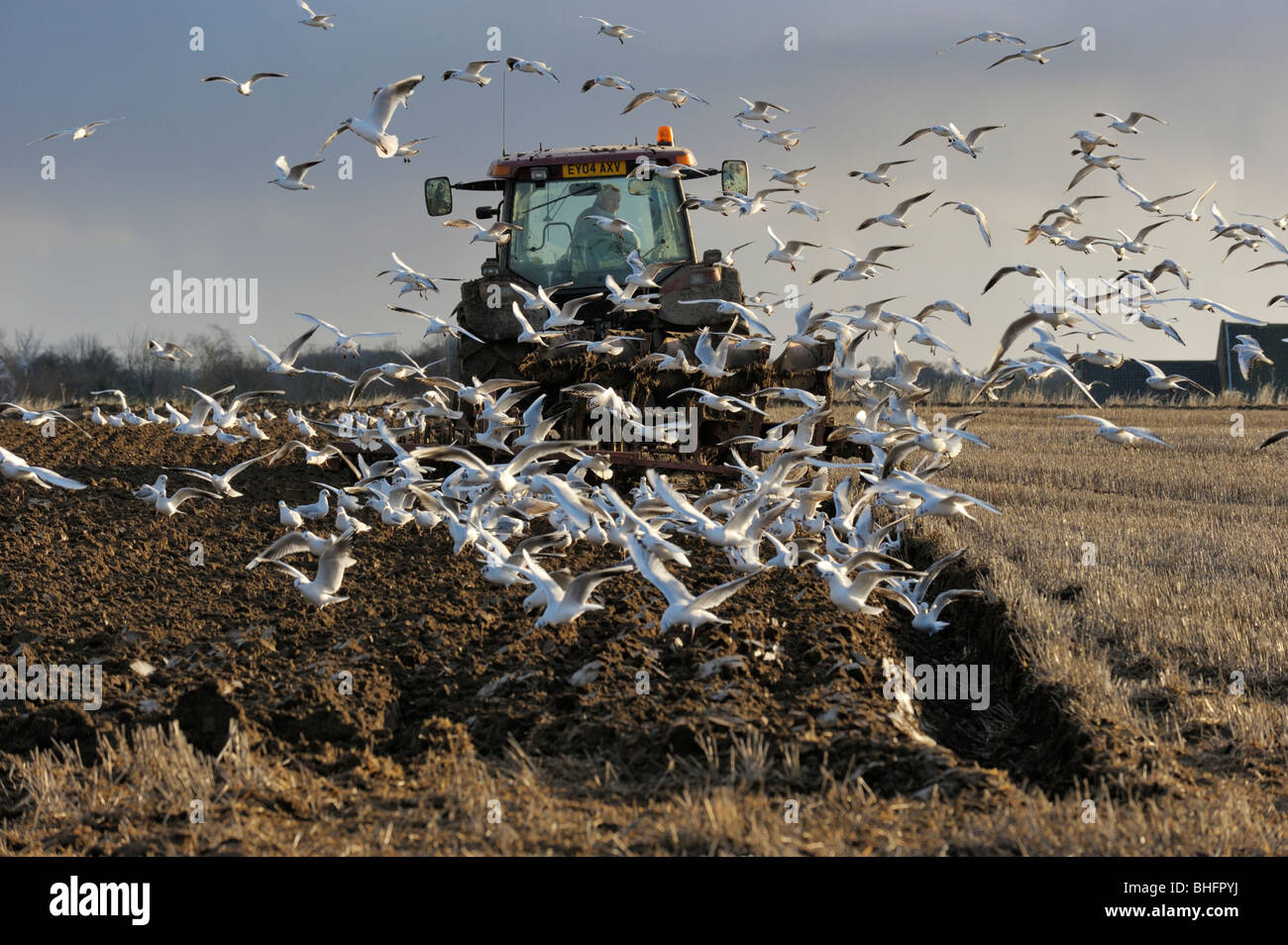 Ploughing tractor being followed by a group of gulls Stock Photo - Alamy