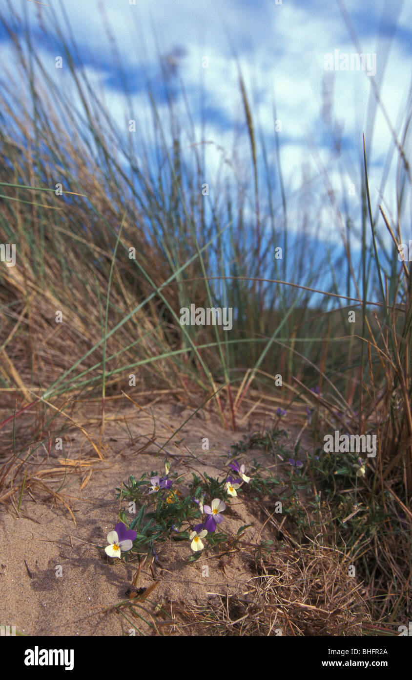 Wild Pansies in sand dunes at Sandscale Haws National Nature Reserve ...