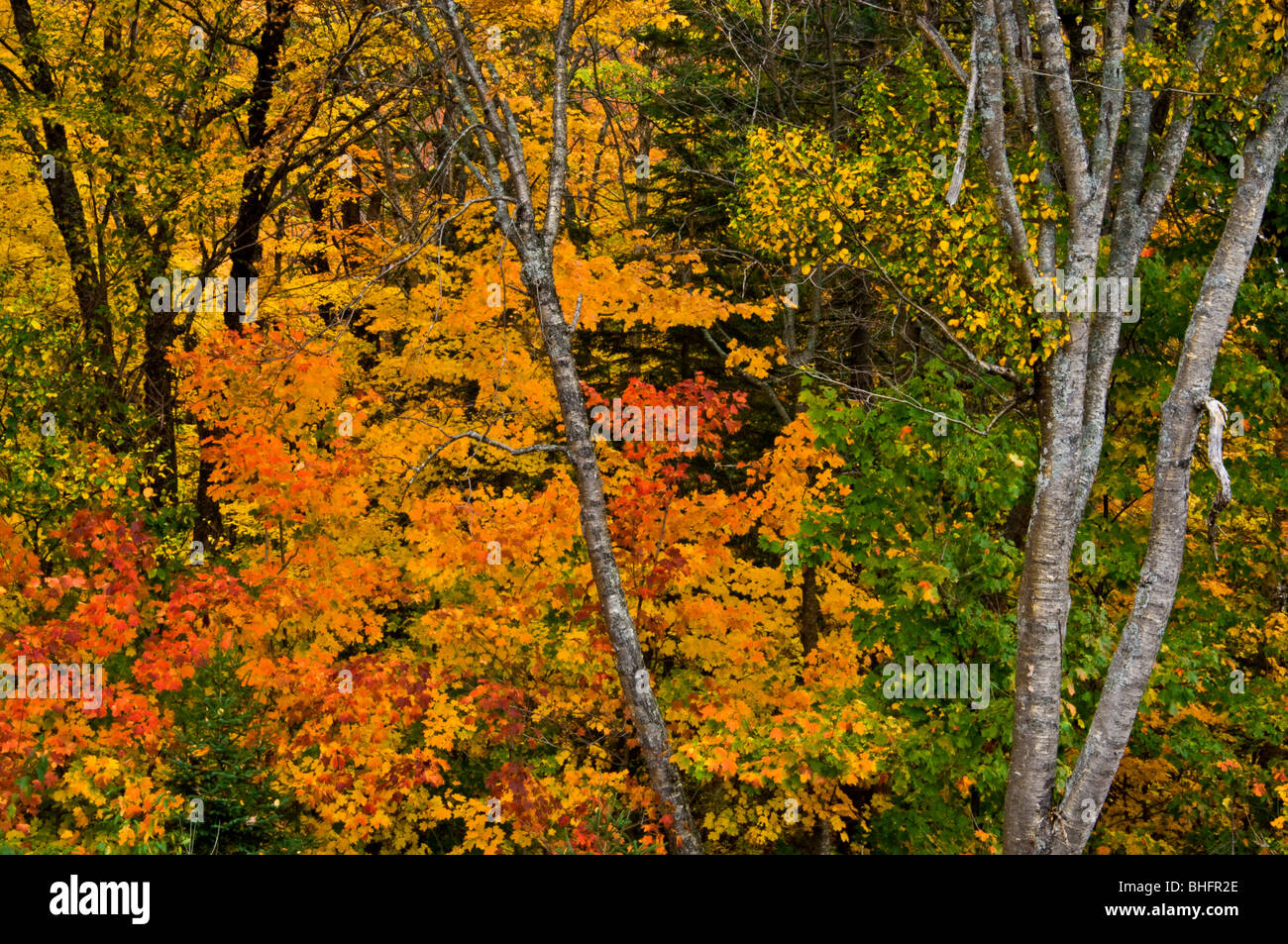 Autumn hardwood details- mature maple trees, Lake Superior Provincial ...