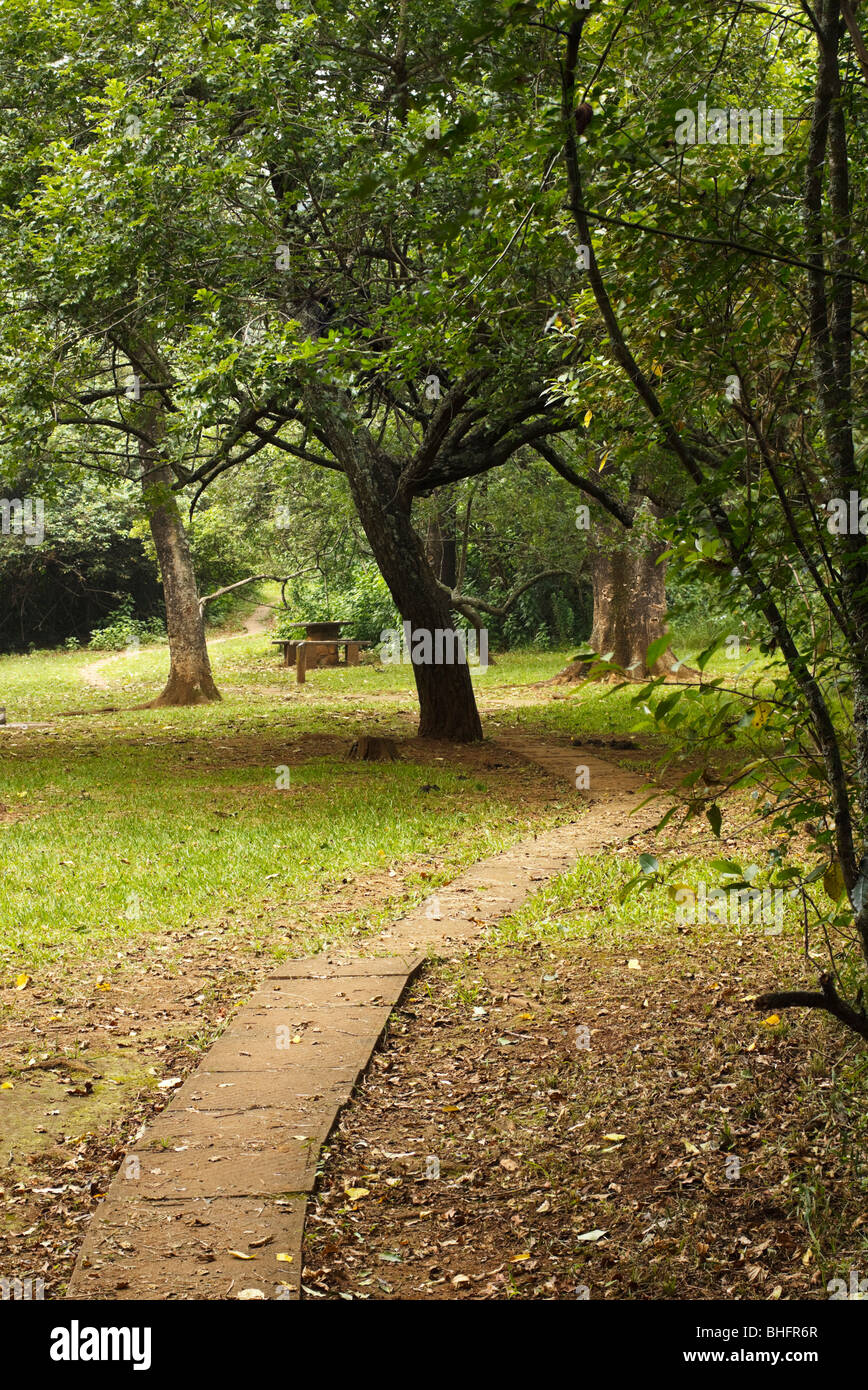 A twisting footpath winds its way under shady trees through a nature ...