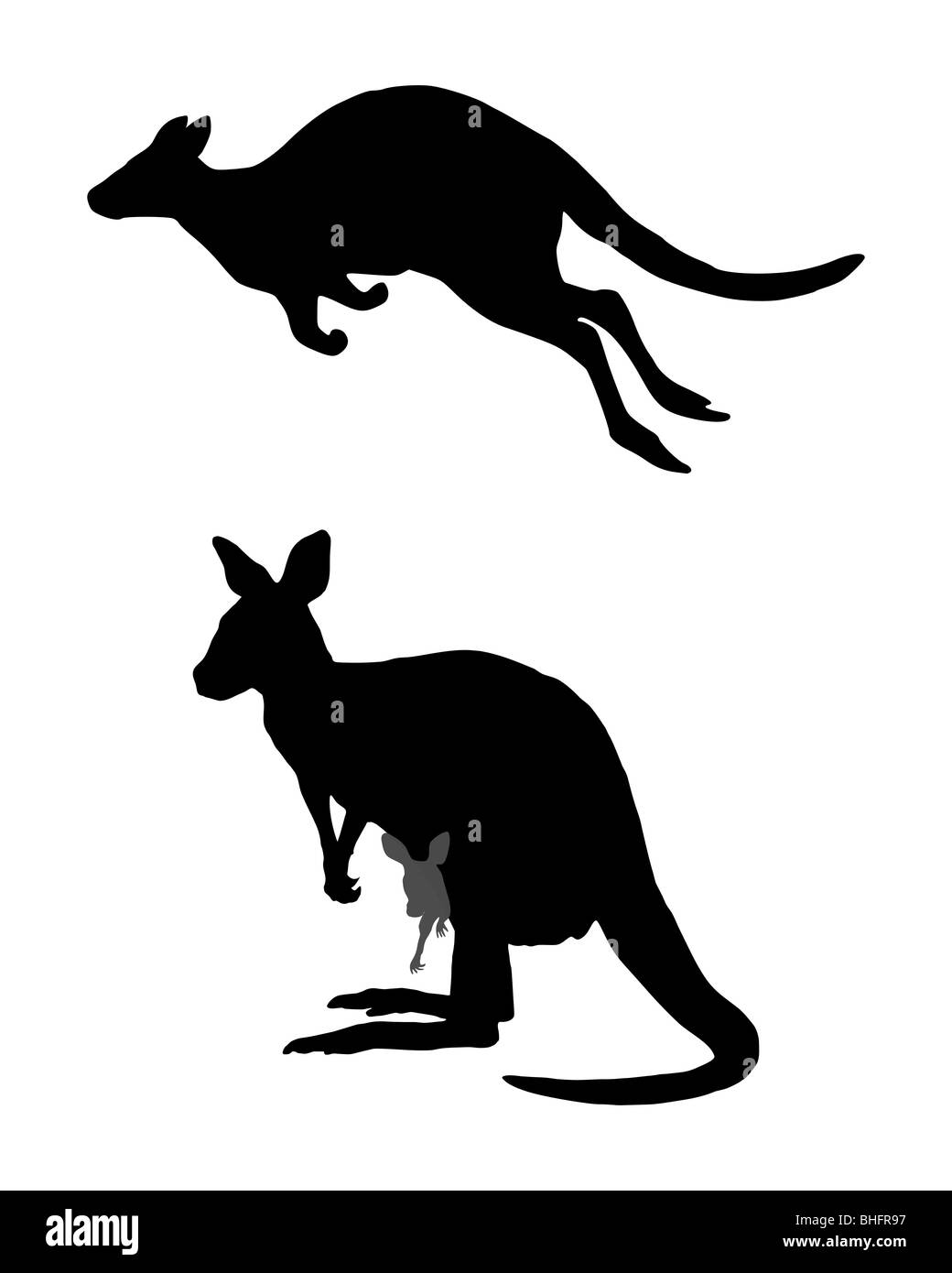 Detailed and isolated illustration of kangaroo jumping Stock Photo - Alamy