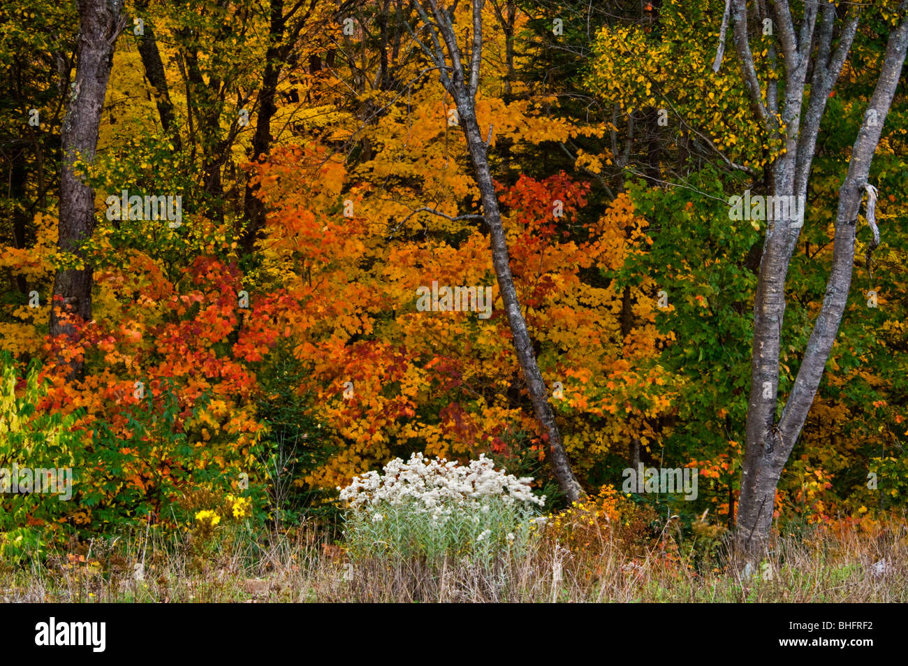 Autumn hardwood details- mature maple trees, Lake Superior Provincial ...