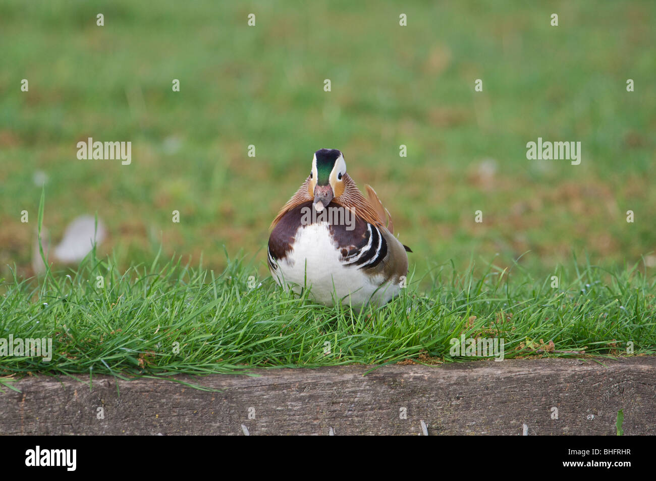 Mandarin duck picture hi-res stock photography and images - Alamy