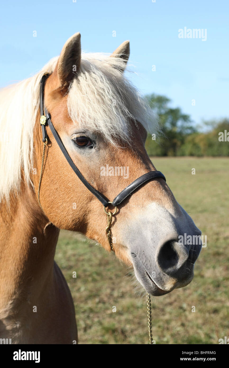 Haflinger stallion portrait Stock Photo - Alamy