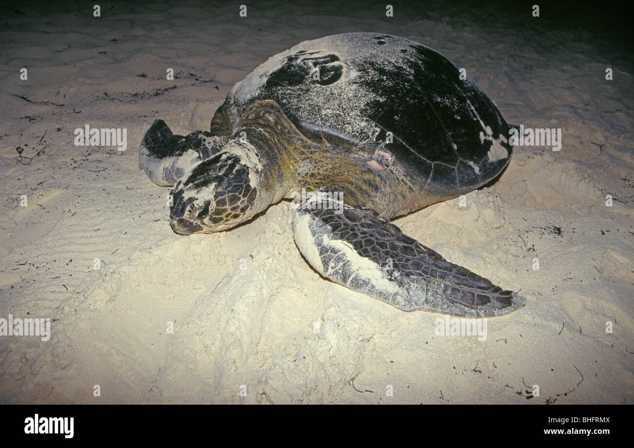 A female giant green sea turtle laying her eggs on a white sand beach ...