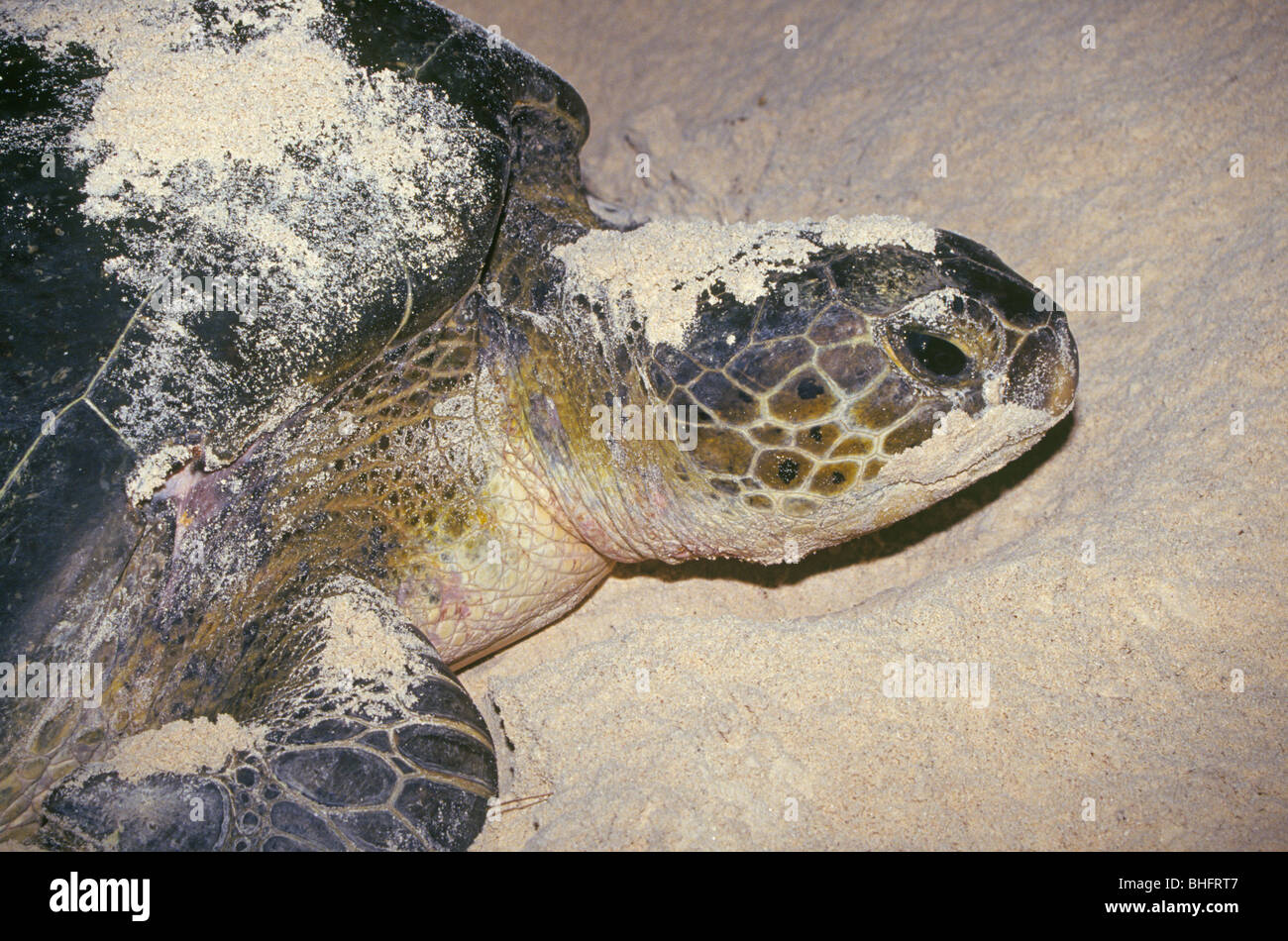 A Female Giant Green Sea Turtle Laying Her Eggs On A White Sand Beach In The Yucatan Peninsula