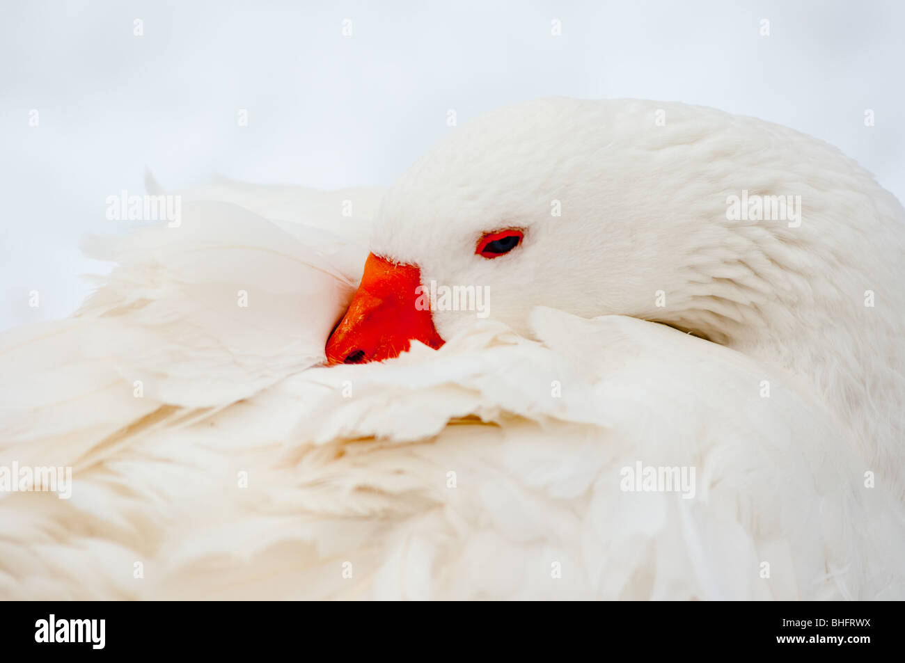 White goose resting Stock Photo - Alamy