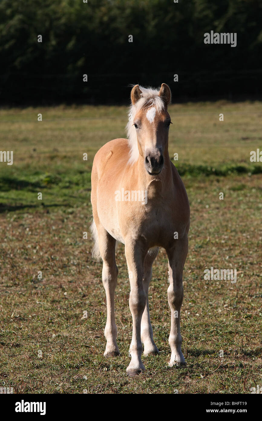 Horse haflinger pony hi-res stock photography and images - Alamy