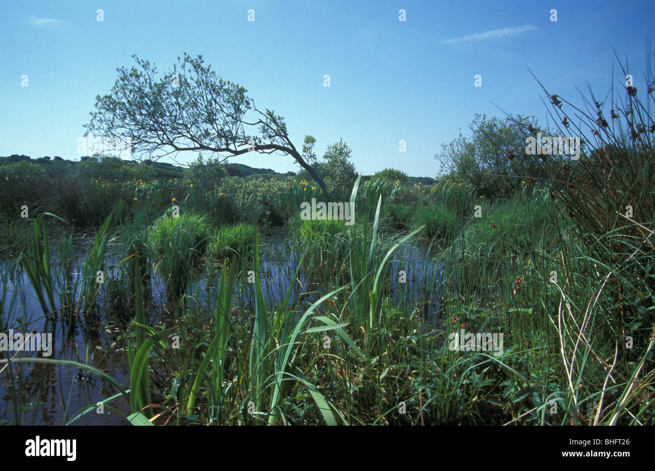 Yellow Iris in ponds at Sandscale Haws National Nature Reserve Cumbria ...