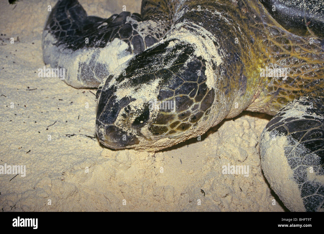 A female giant green sea turtle laying her eggs on a white sand beach ...