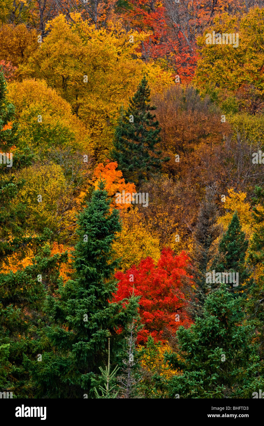 Mature hardwoods hi-res stock photography and images - Alamy