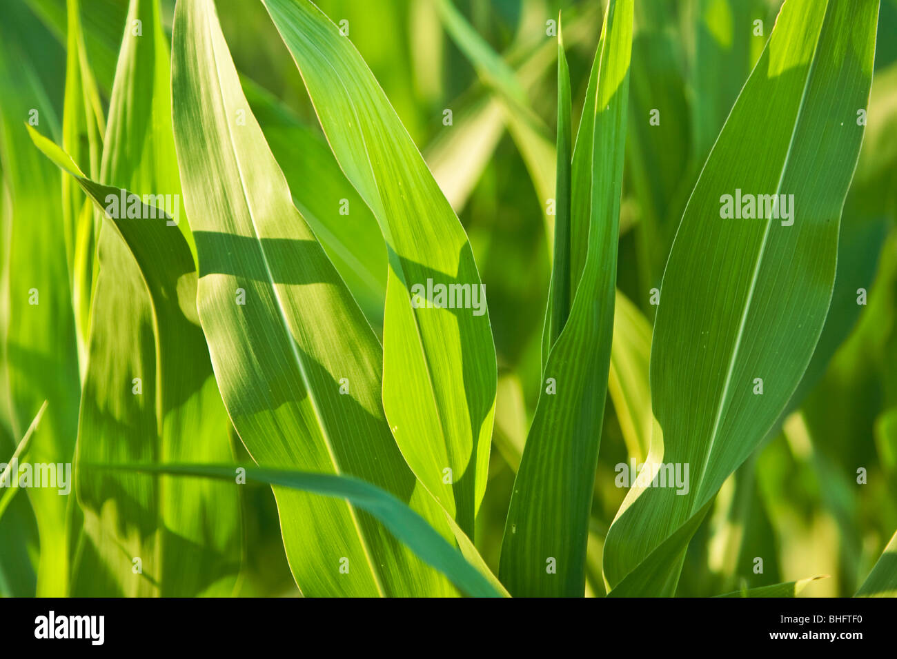 Corn leaves hi-res stock photography and images - Alamy